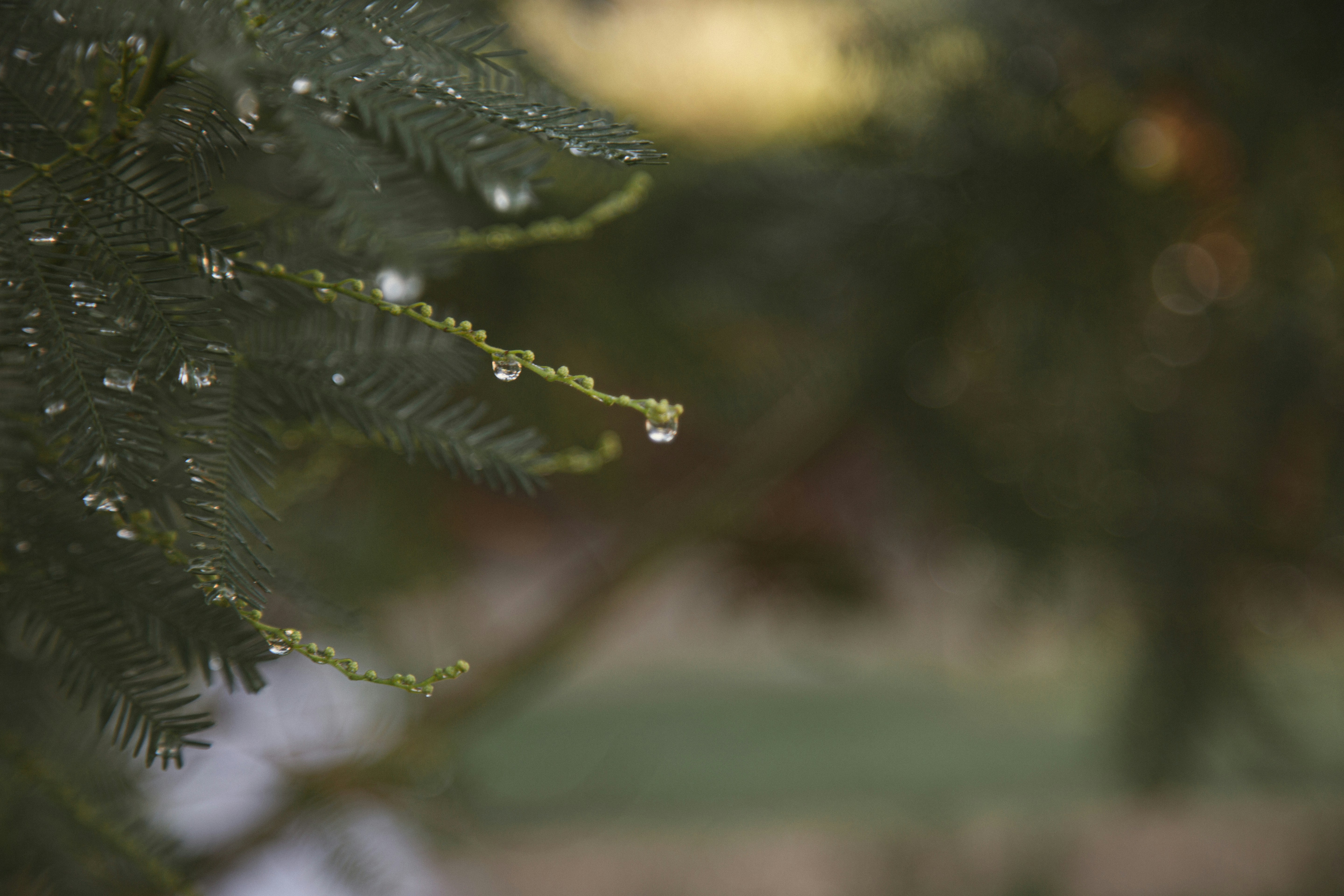 Dew-Trimmed Fern Frond with a Single Droplet at the Tip