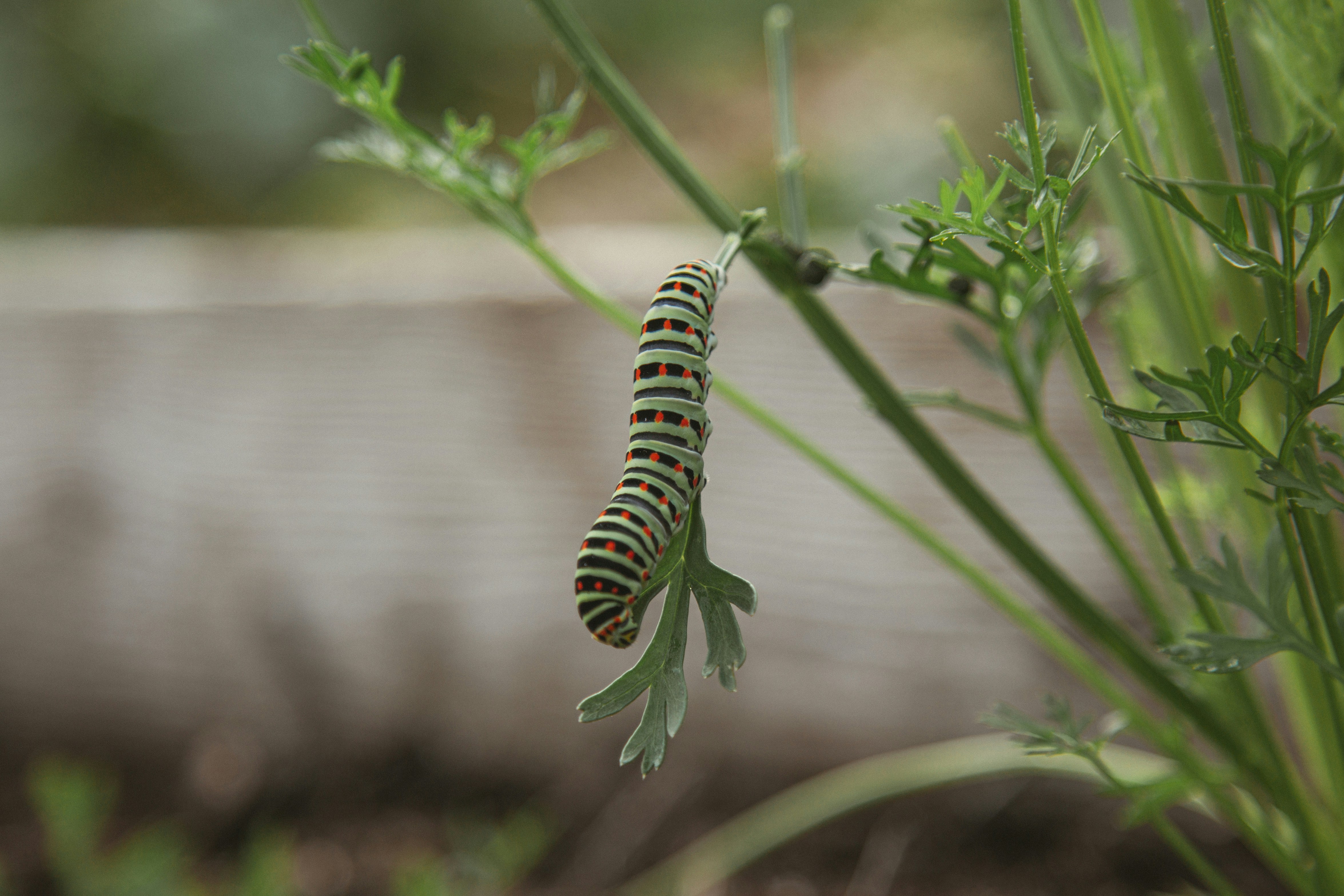 Striped Caterpillar on a Leaning Green Sprig