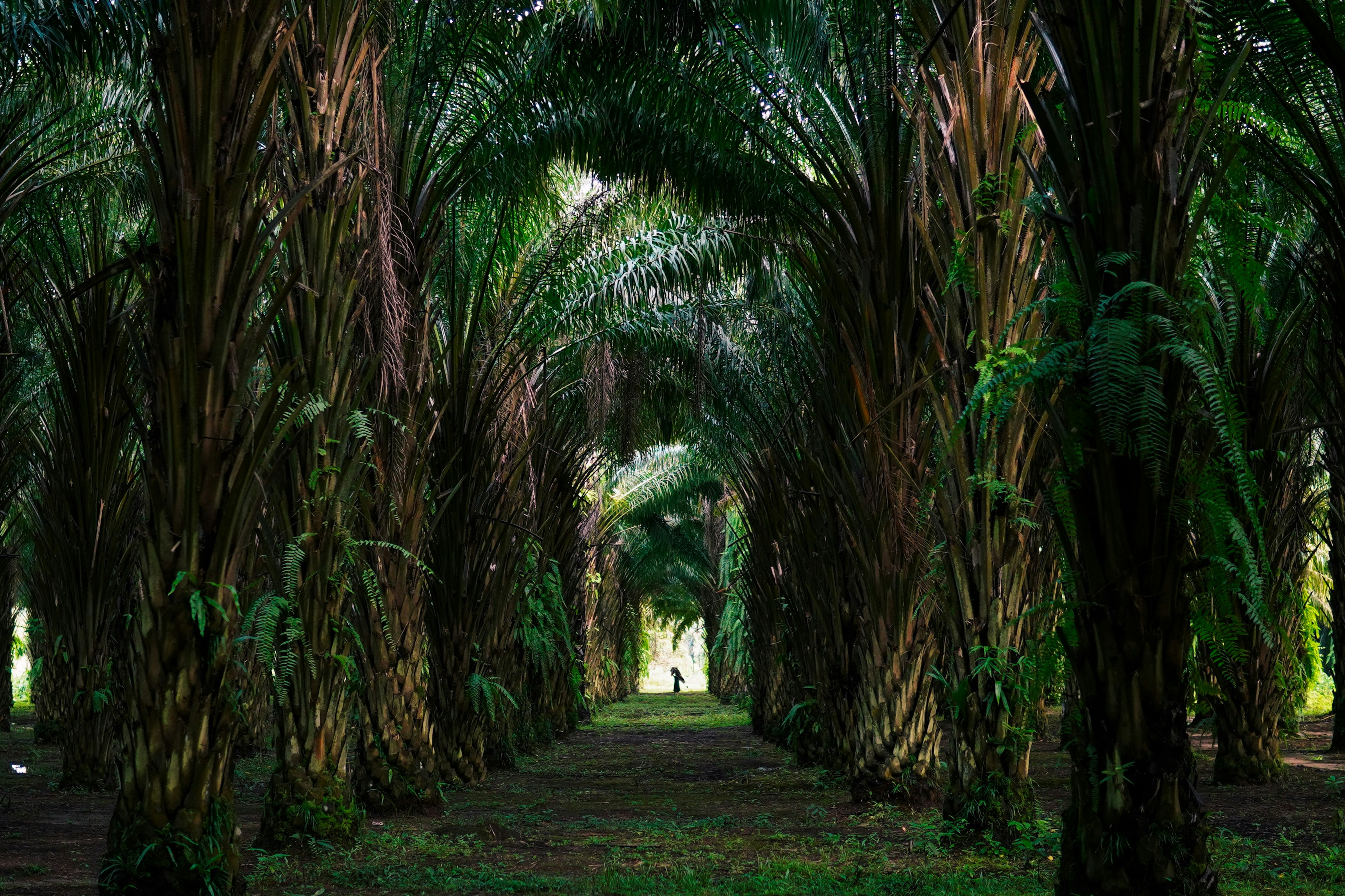 Symmetrical Banyon Alley: a Sunlit Vanishing Path