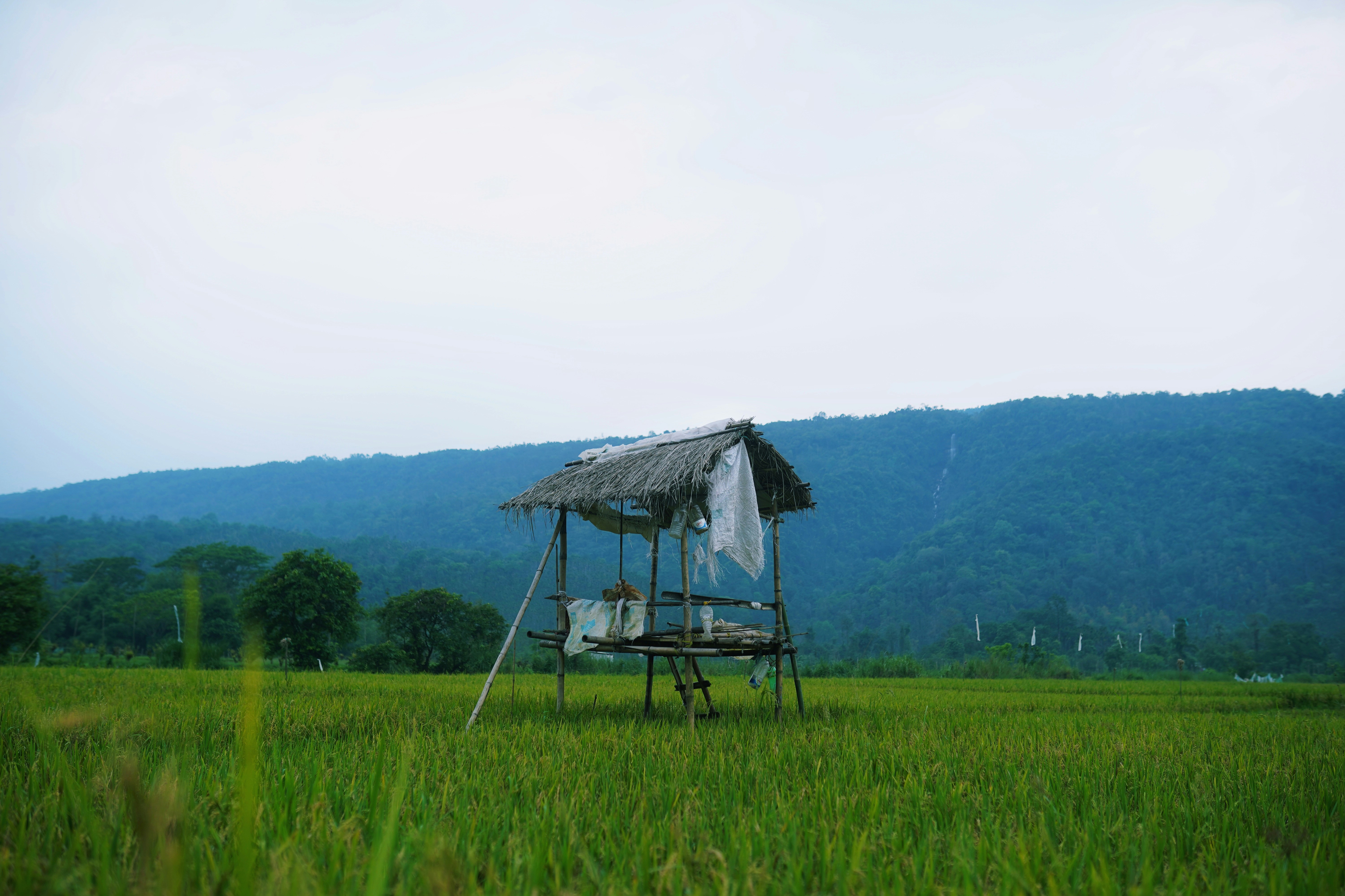 A small bamboo hut in a green rice field before a mountain range
