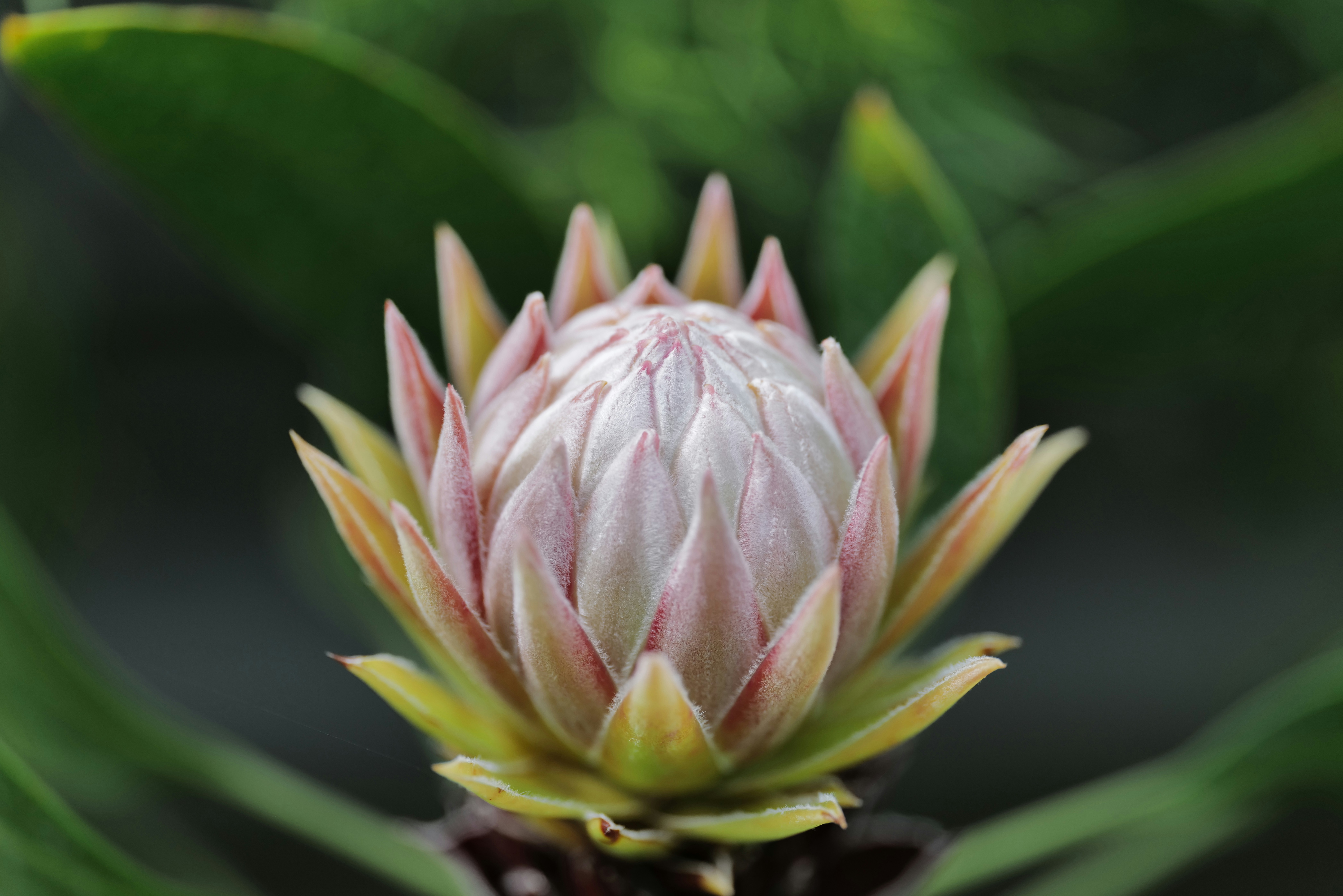 Close-up of a budding succulent bloom with soft pink-tipped leaves