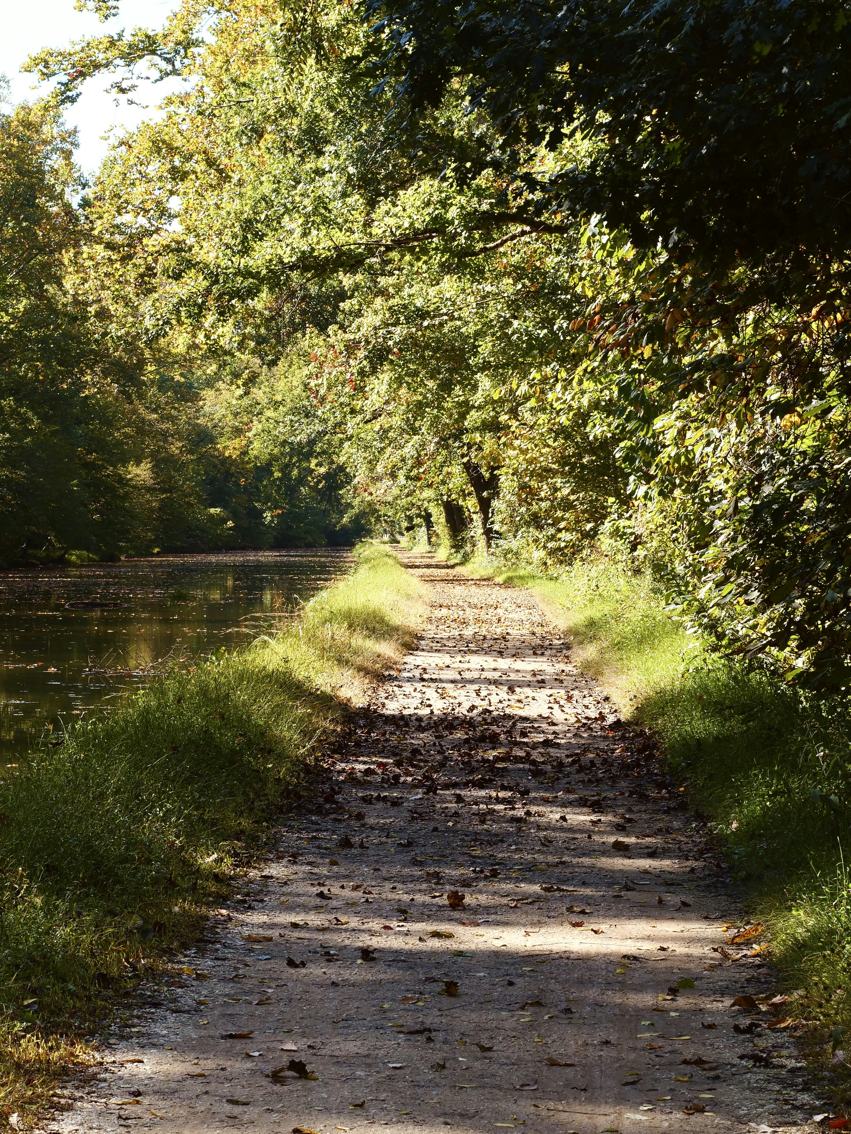Sunlit canal-side path through autumn trees