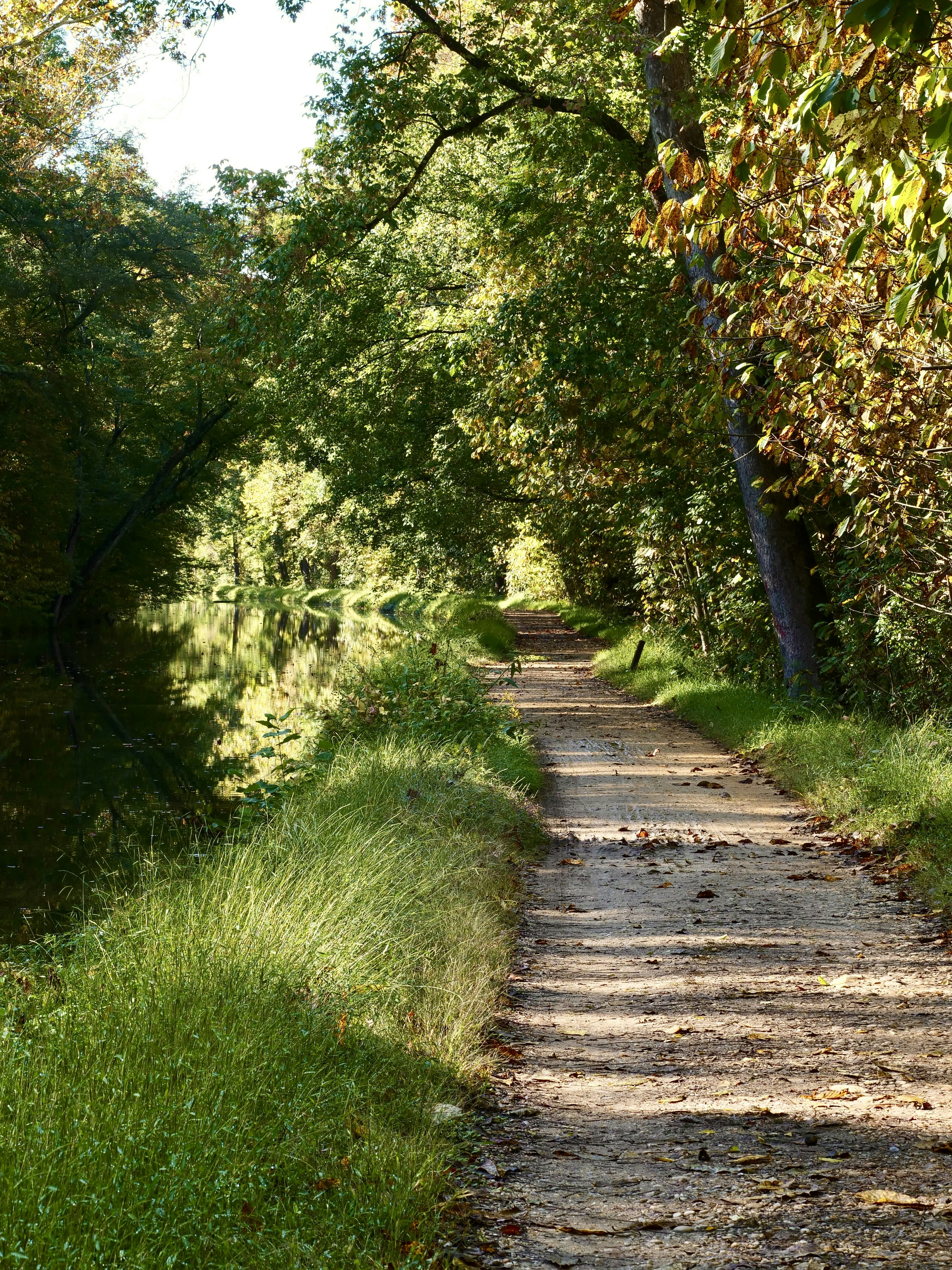 Sunlit Forest Path: A Quiet Walk Through Golden Leaves