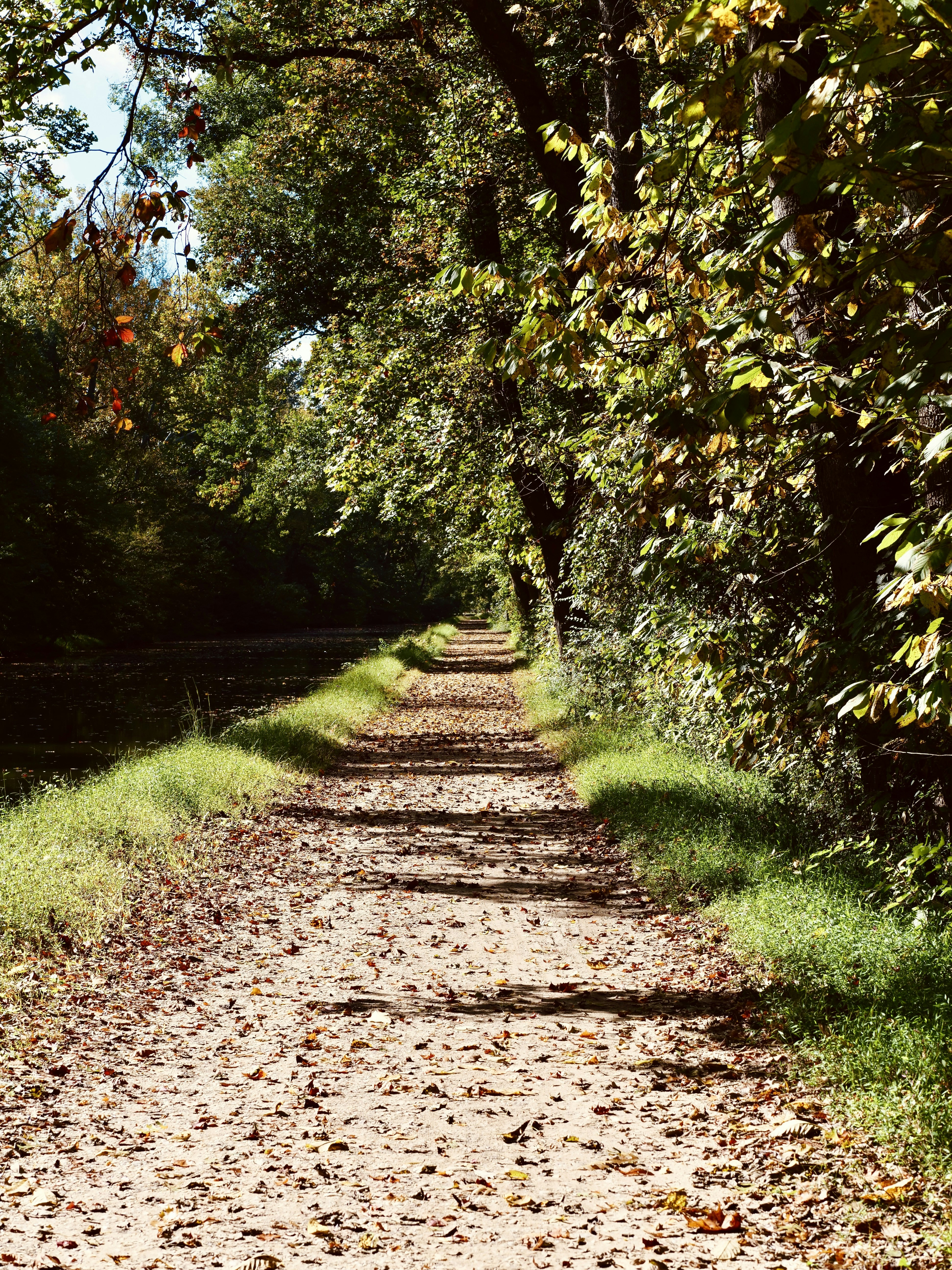 Sunlit Canopy Path: A Quiet Verge of Light and Leaves