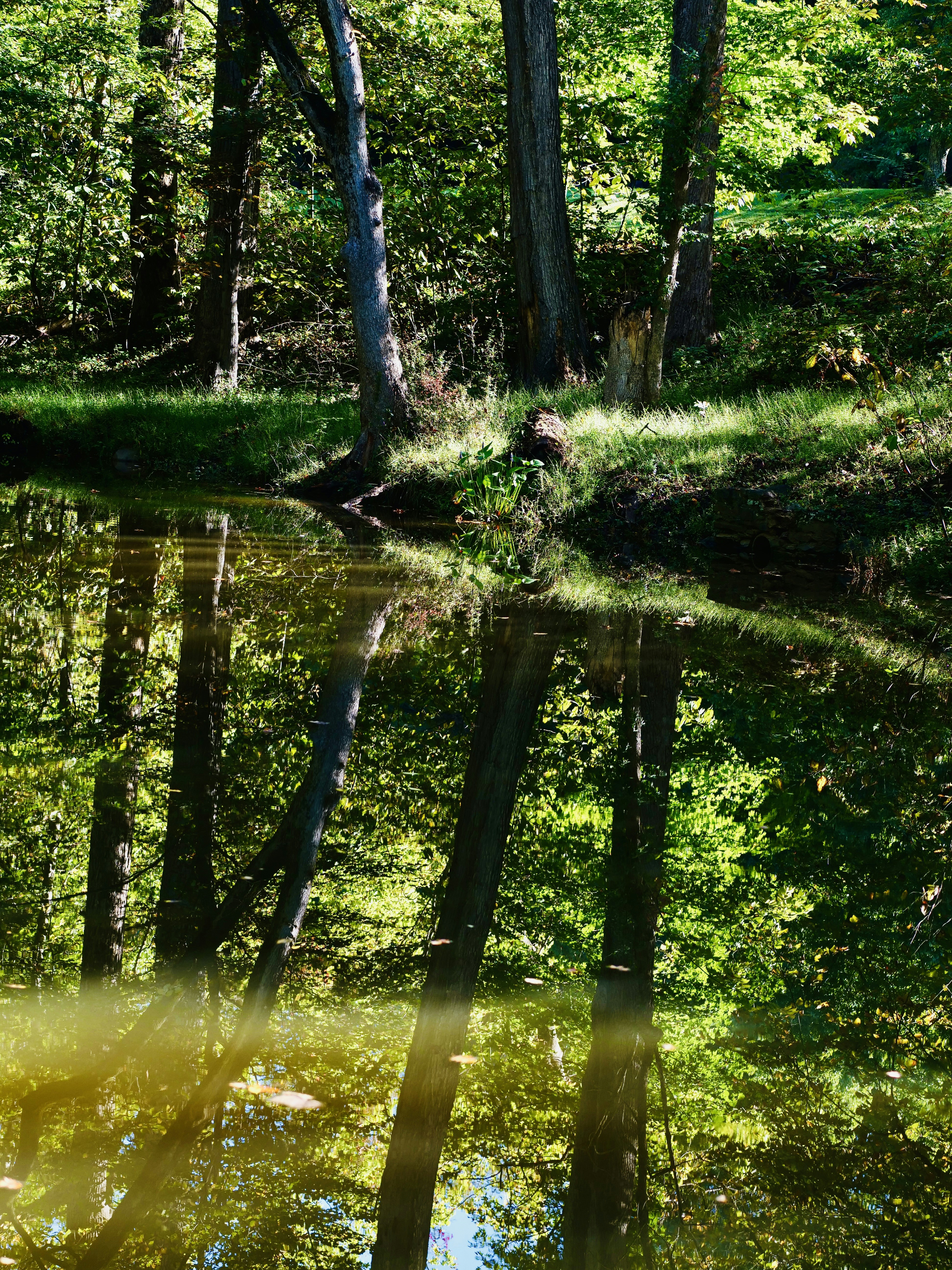 Twilight Trees Reflected: A Quiet Riverside in Dappled Light