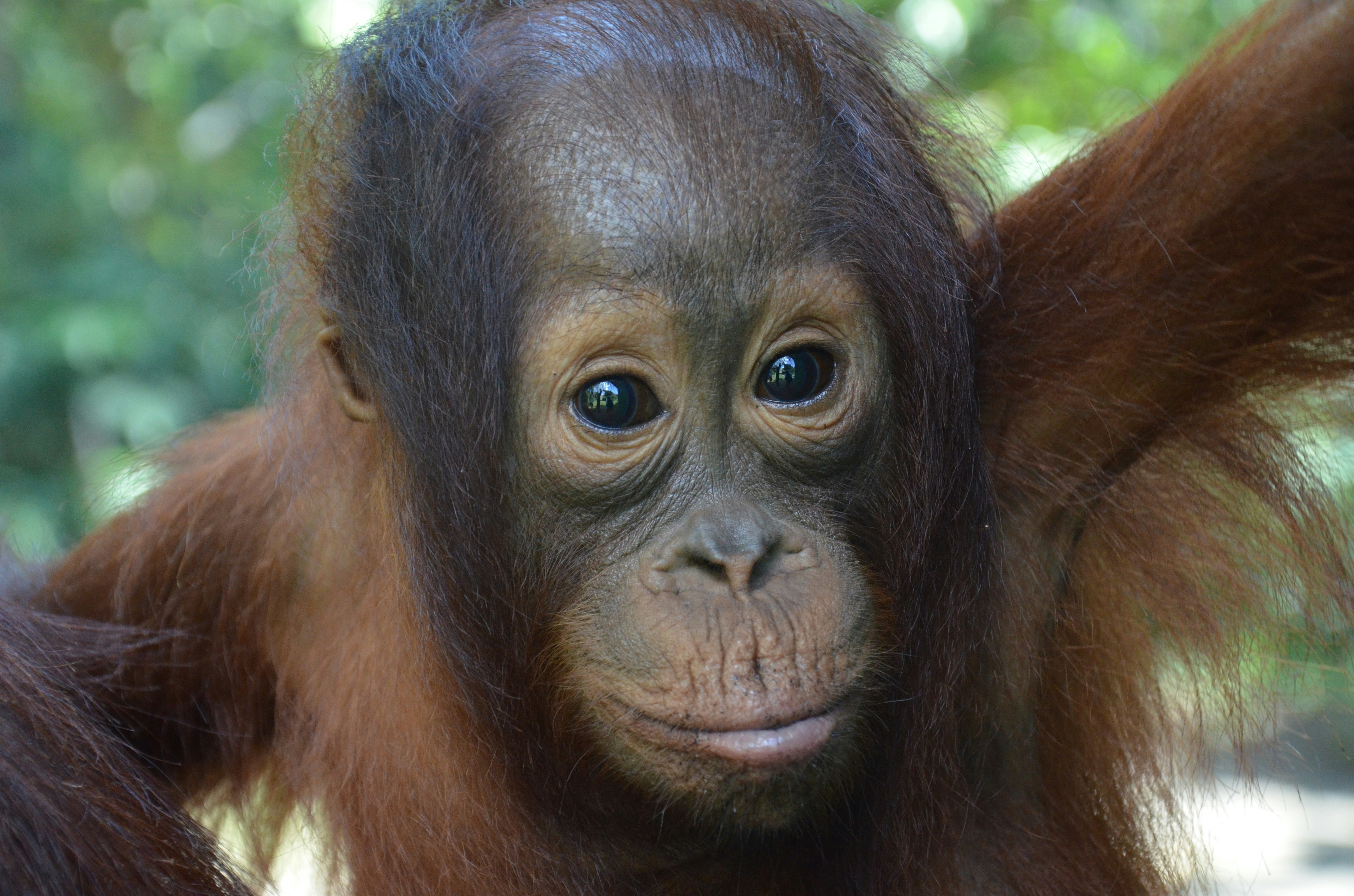 Lingering Gaze of the young Orangutan