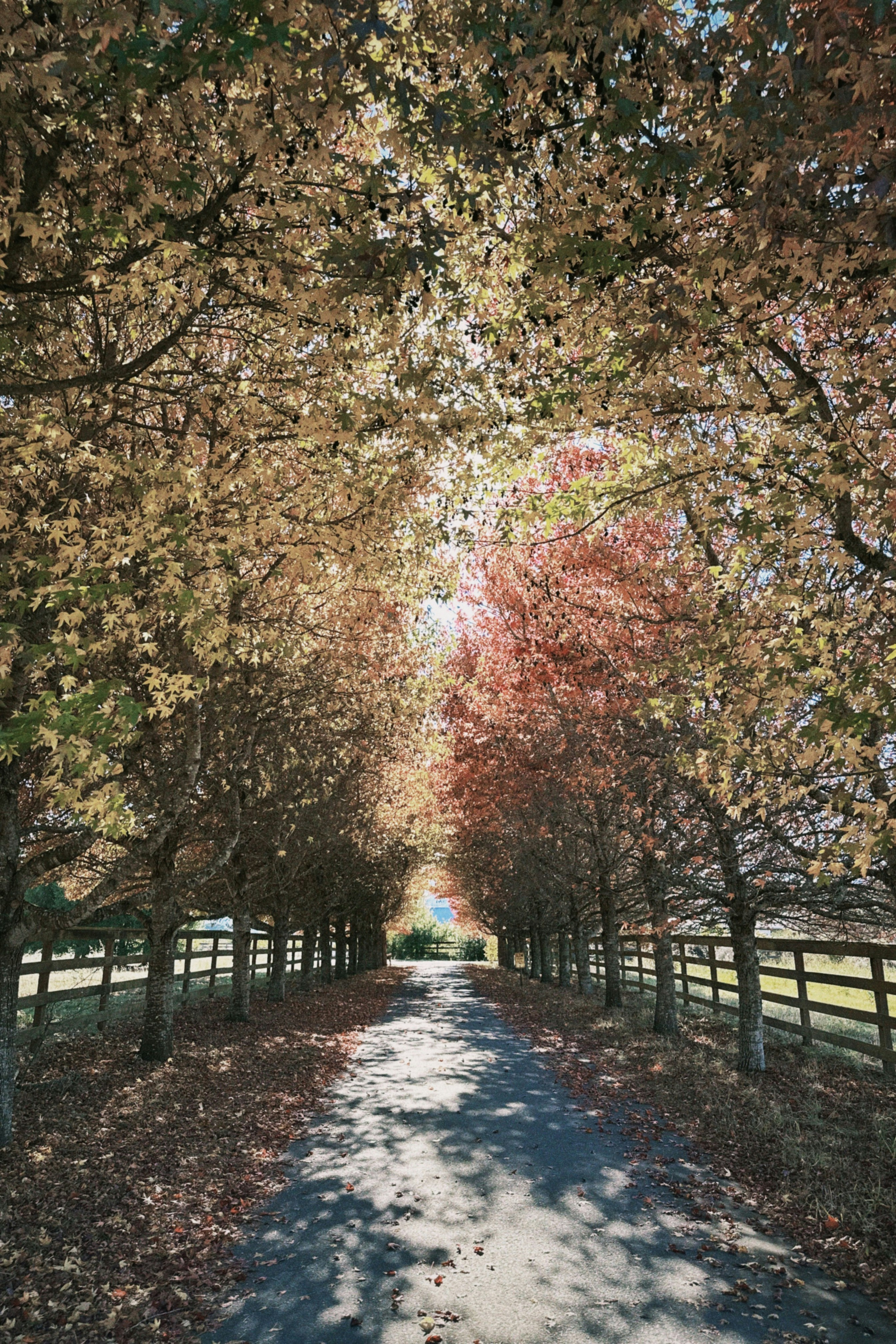 A Tunnel of Autumn Light Through a Linden-lined Path