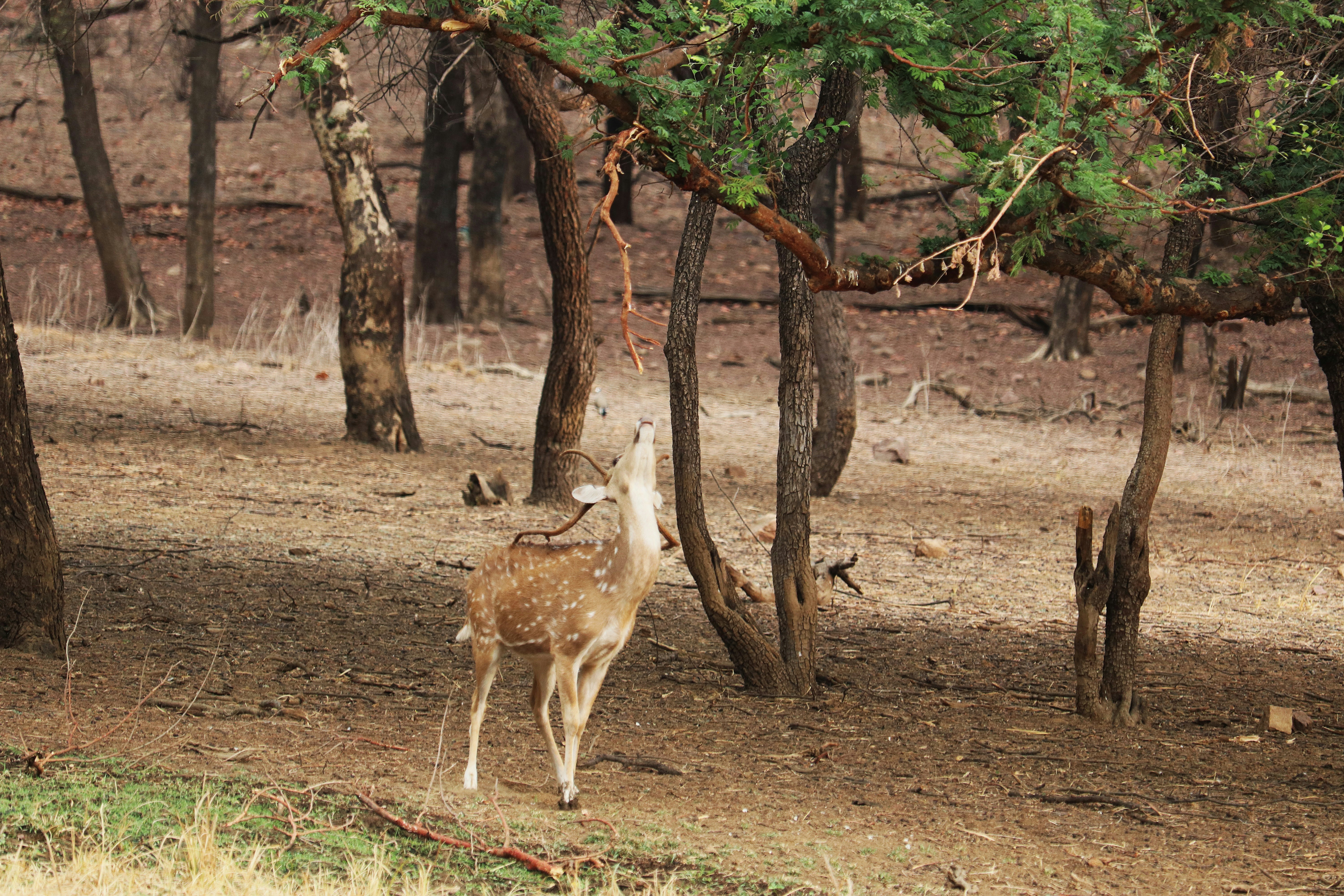 Quiet Encounter: A fawn under the oaks in autumn light