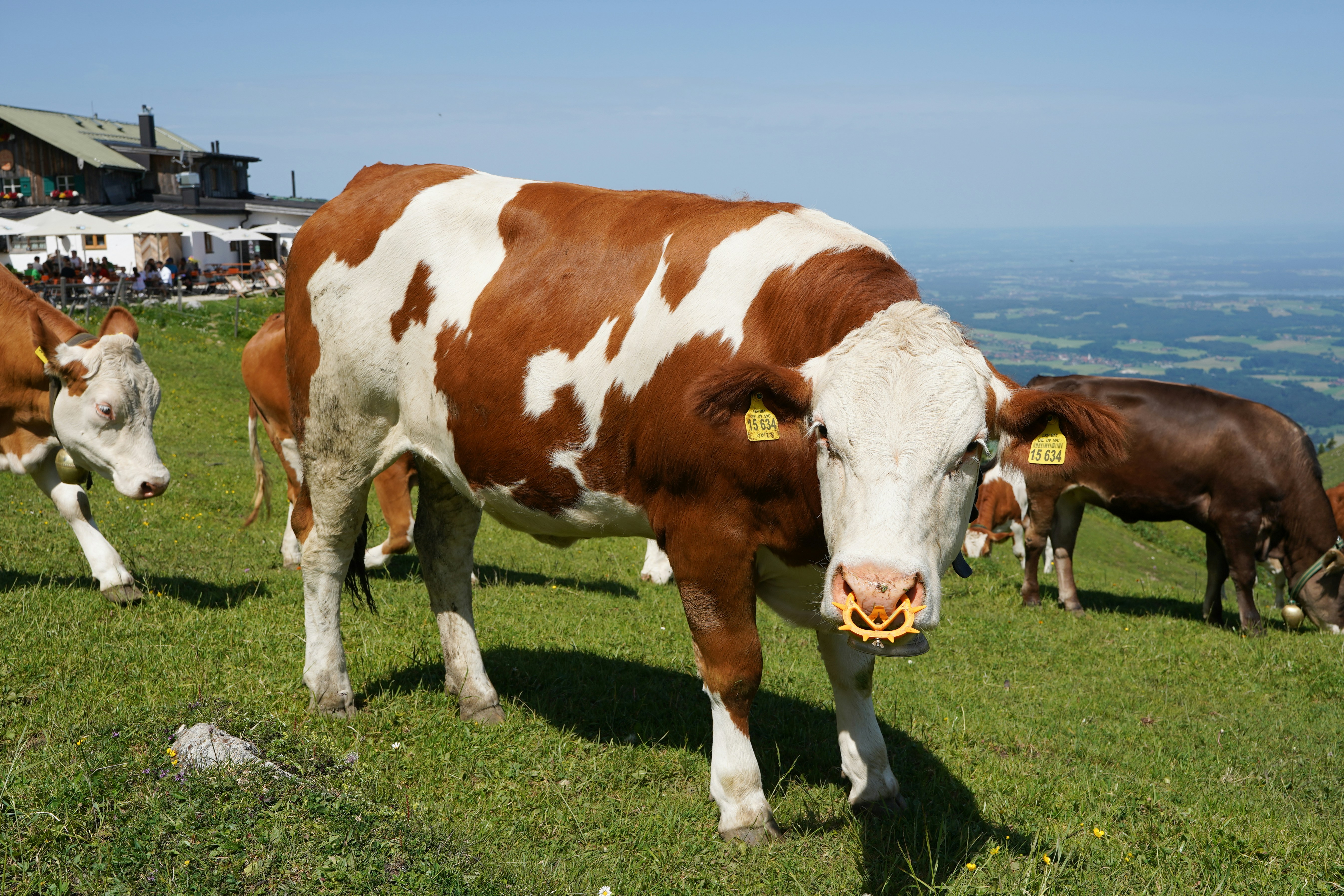 Pasture Portrait: A Brown-and-White Cow Pausing at the Slope