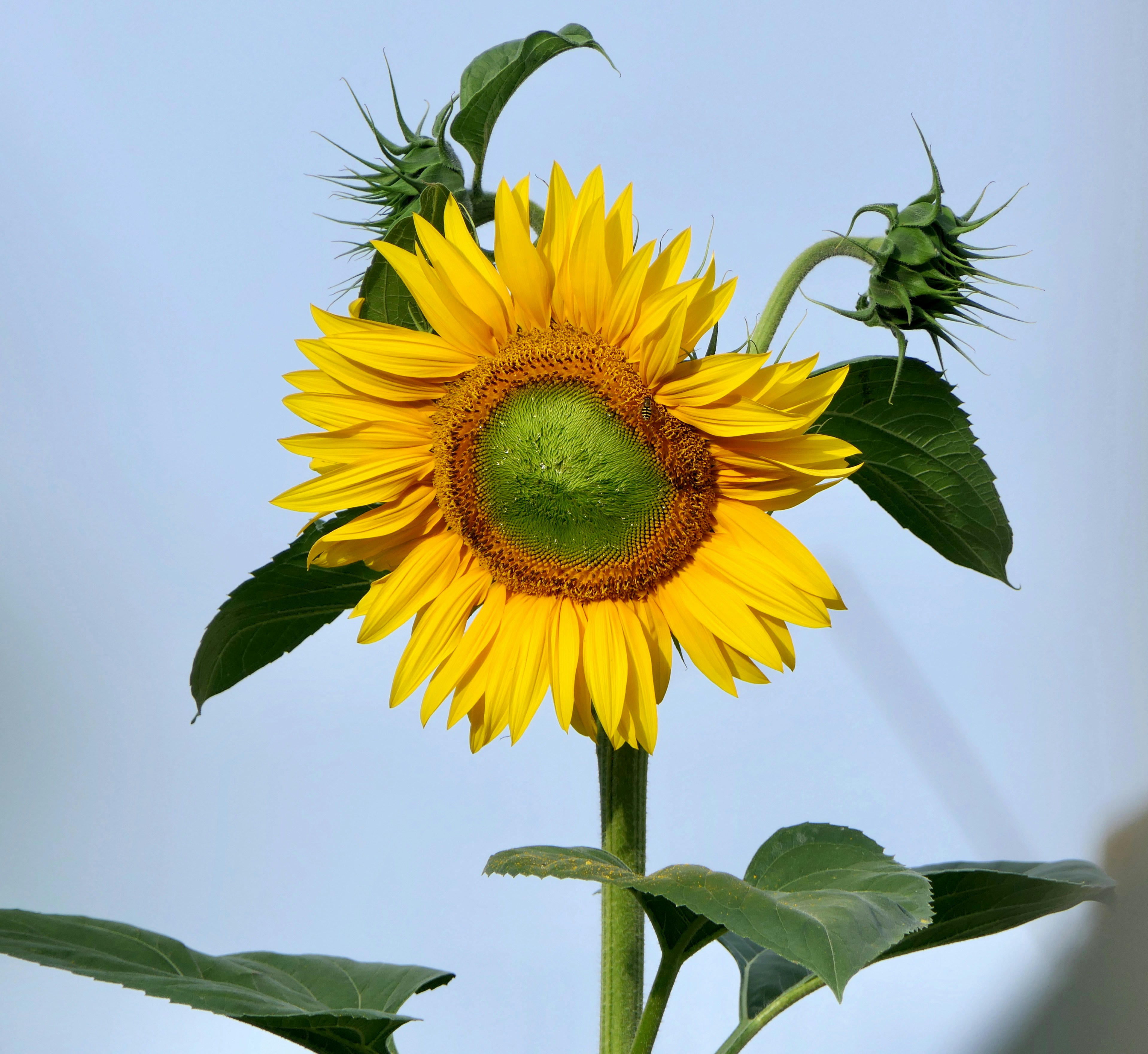 Sunlit Crown: A Bold Sunflower Reaches for the Sky