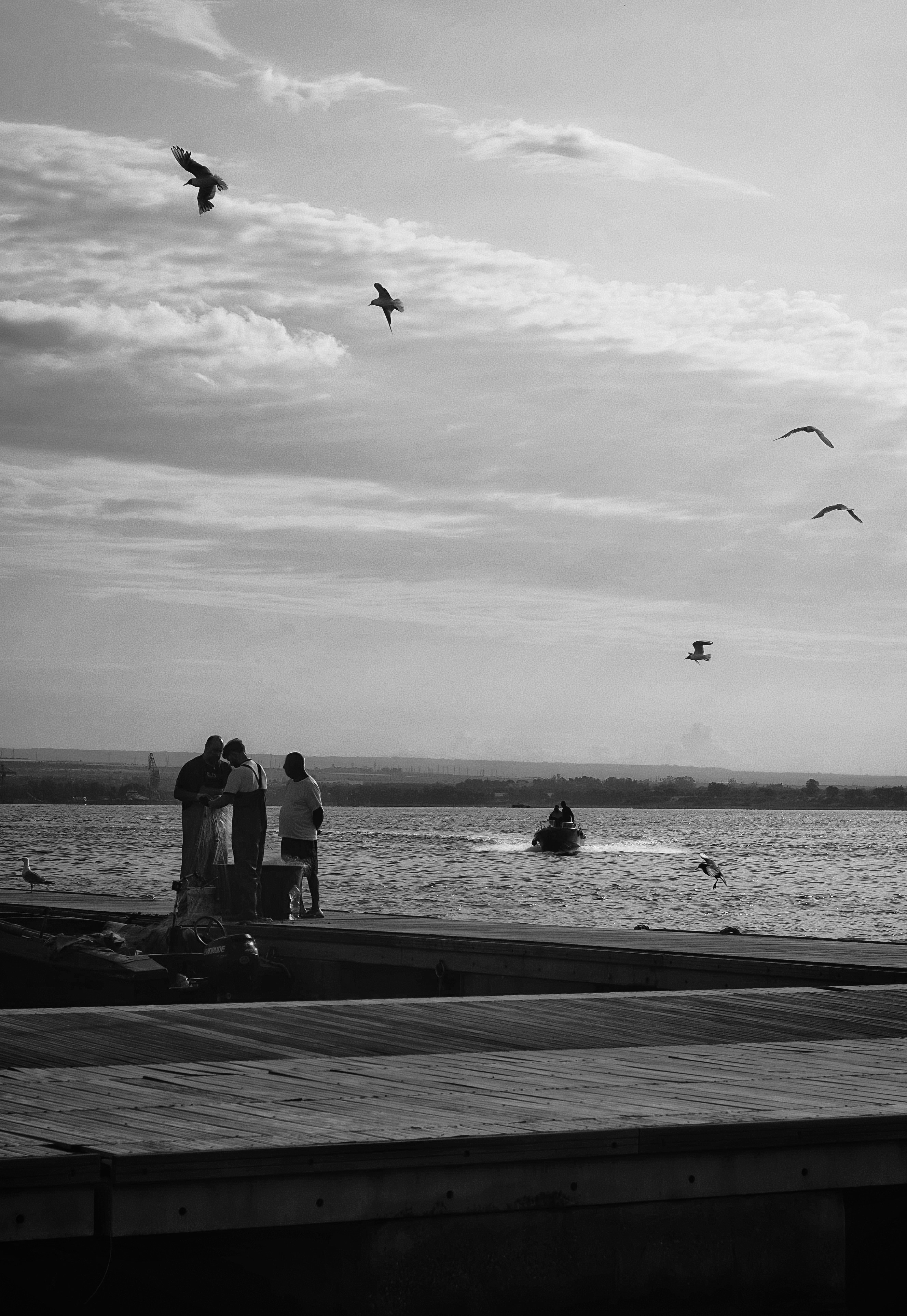 Gulls over a Quiet Shore, Evening by the Pier