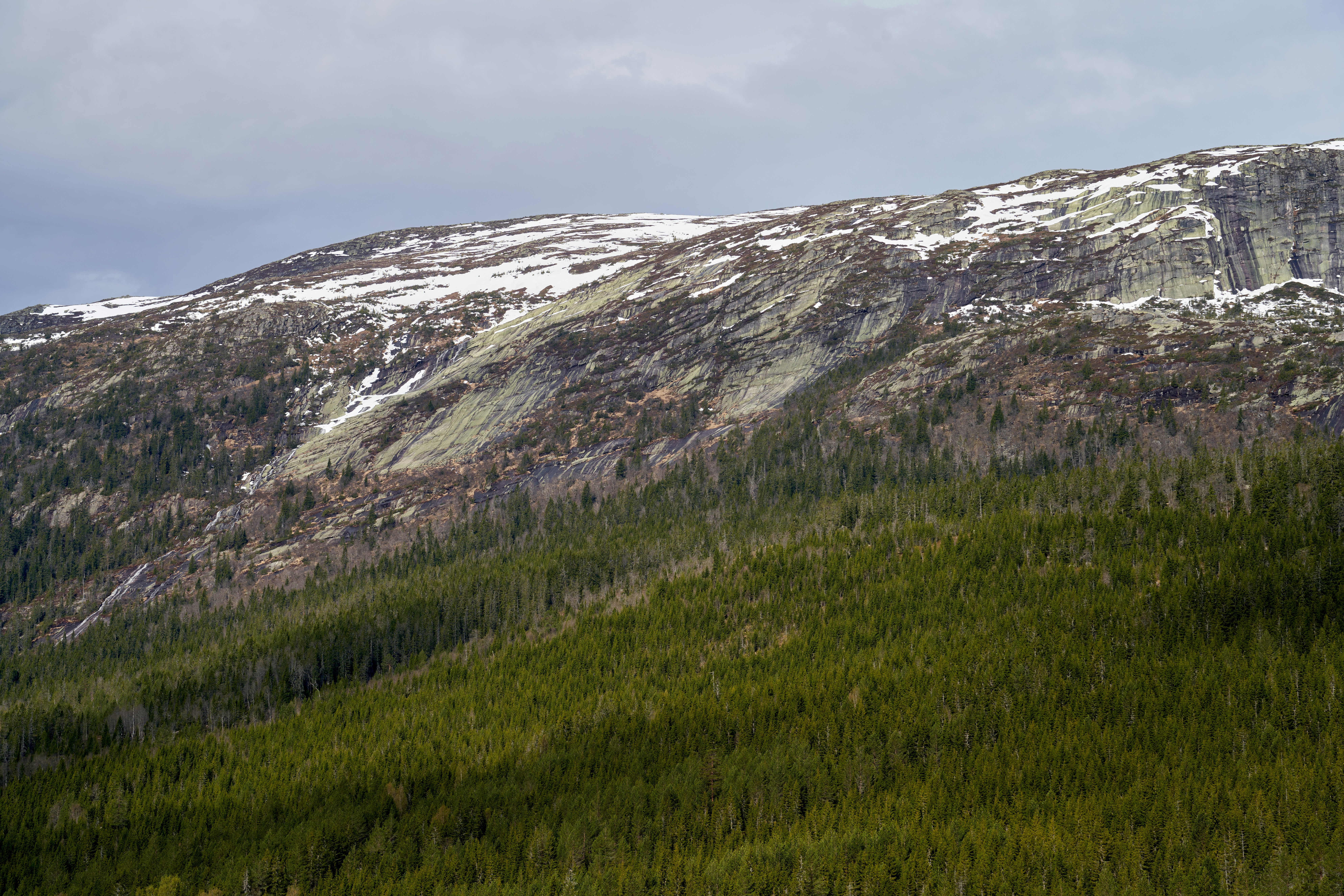 Snow-capped ridgeline above a dense evergreen slope, under a cloudy sky, capturing a wide landscape scene with natural textures and subtle contrast.