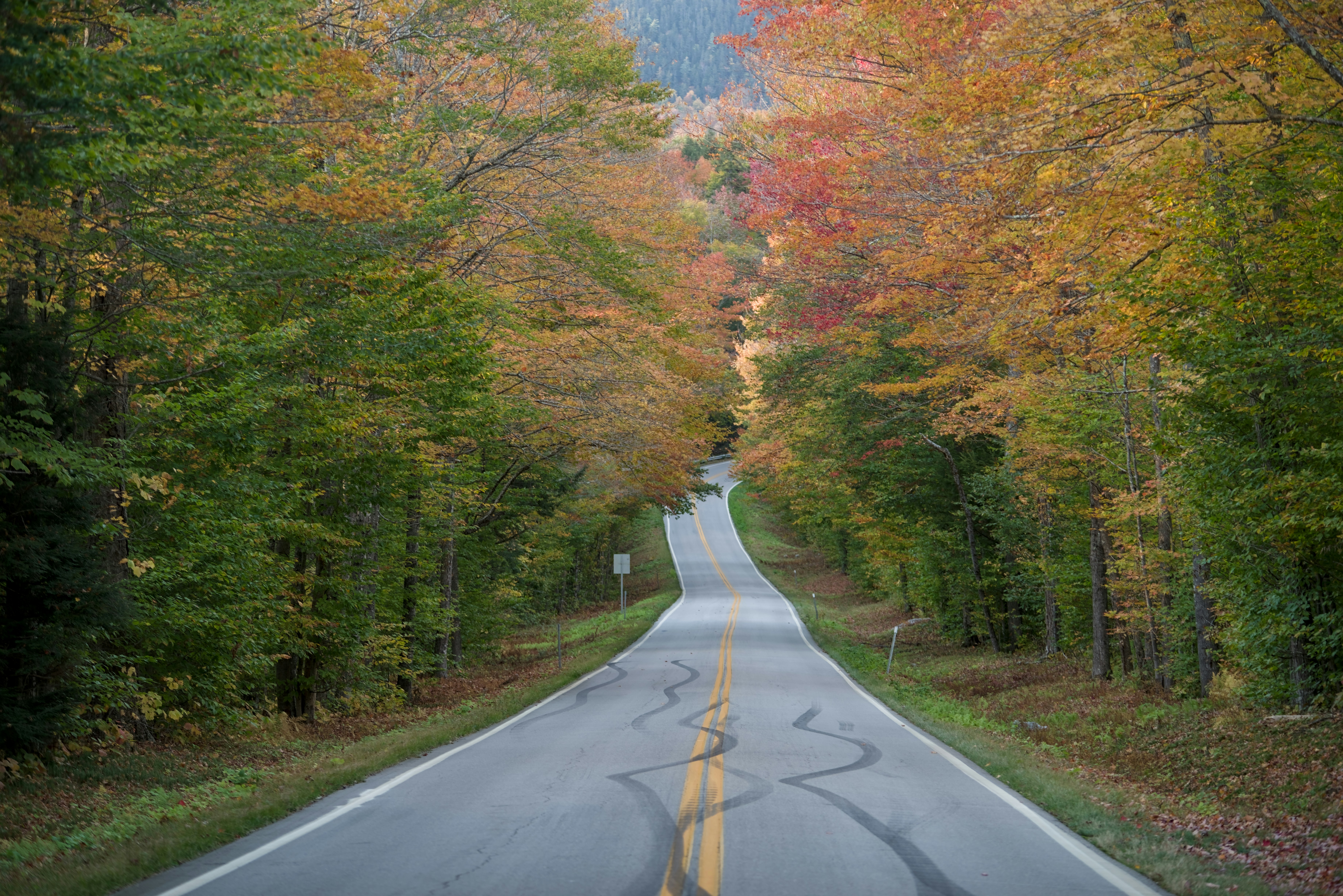 A winding autumn road lined with colorful trees stretches into the distance, inviting a quiet drive through the forest.