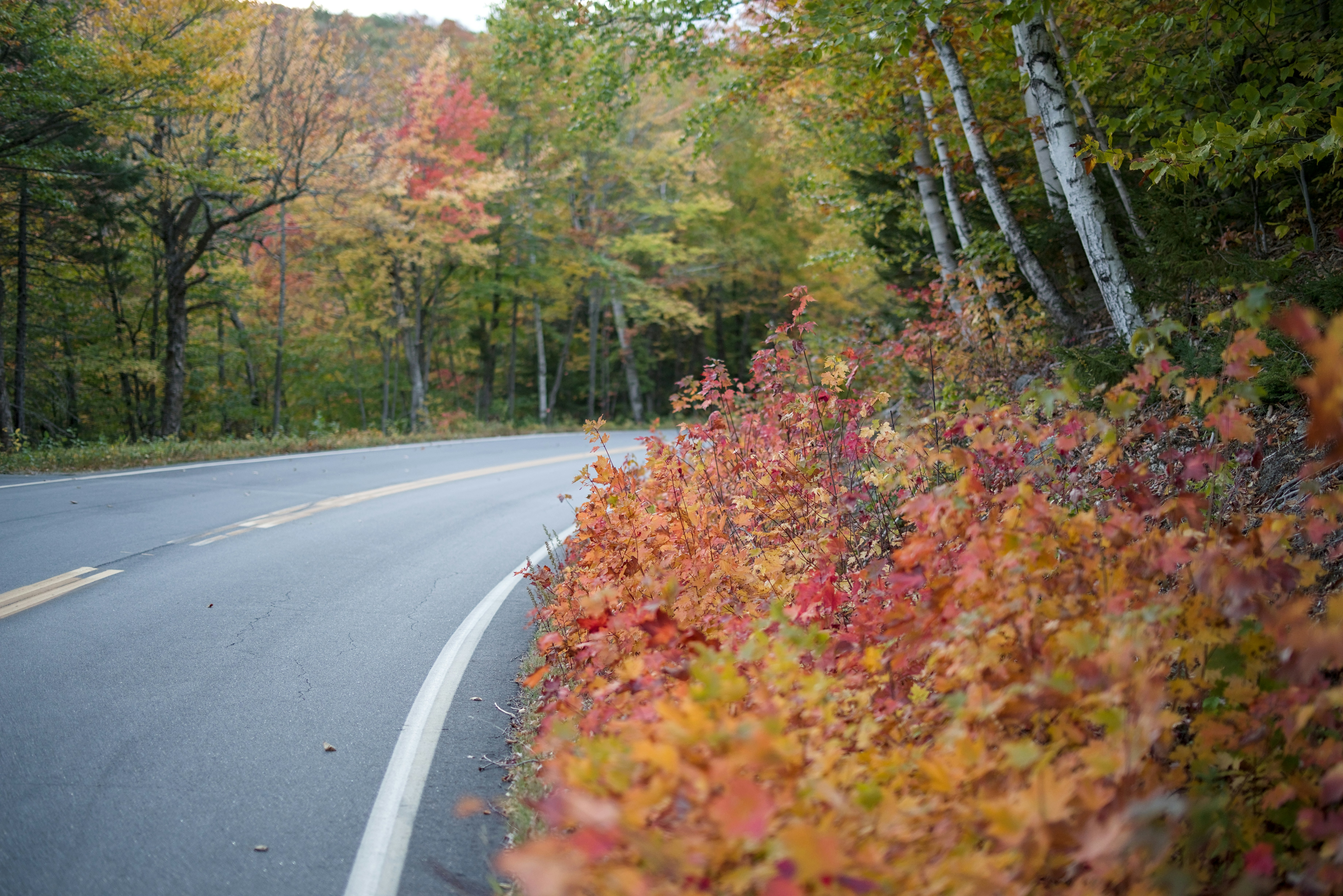 Autumn foliage lines a winding road, with a foreground of orange-red shrubs and a softly receding asphalt path into a forest.