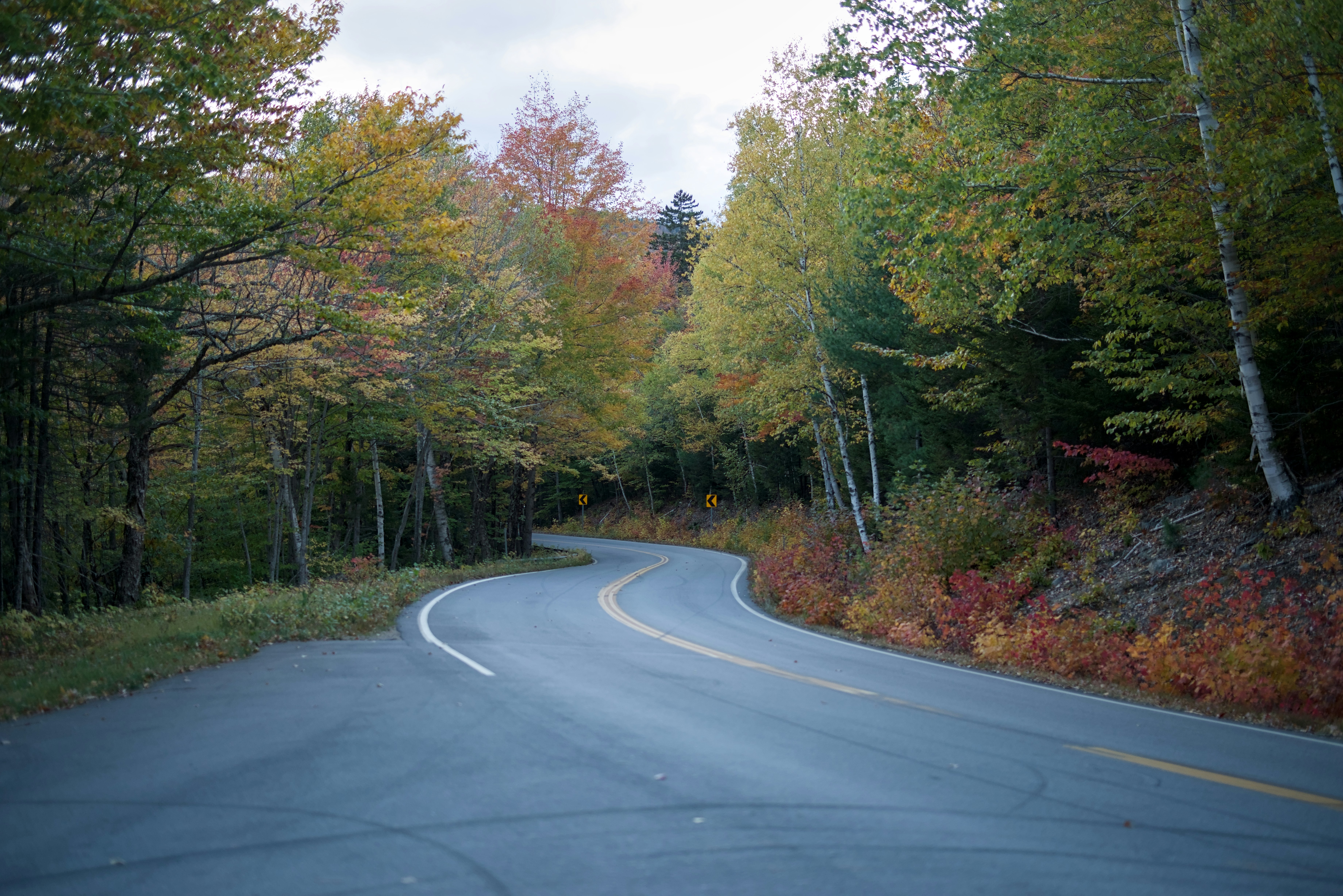  winding road curves through a colorful autumn forest with damp pavement and soft overcast light. 