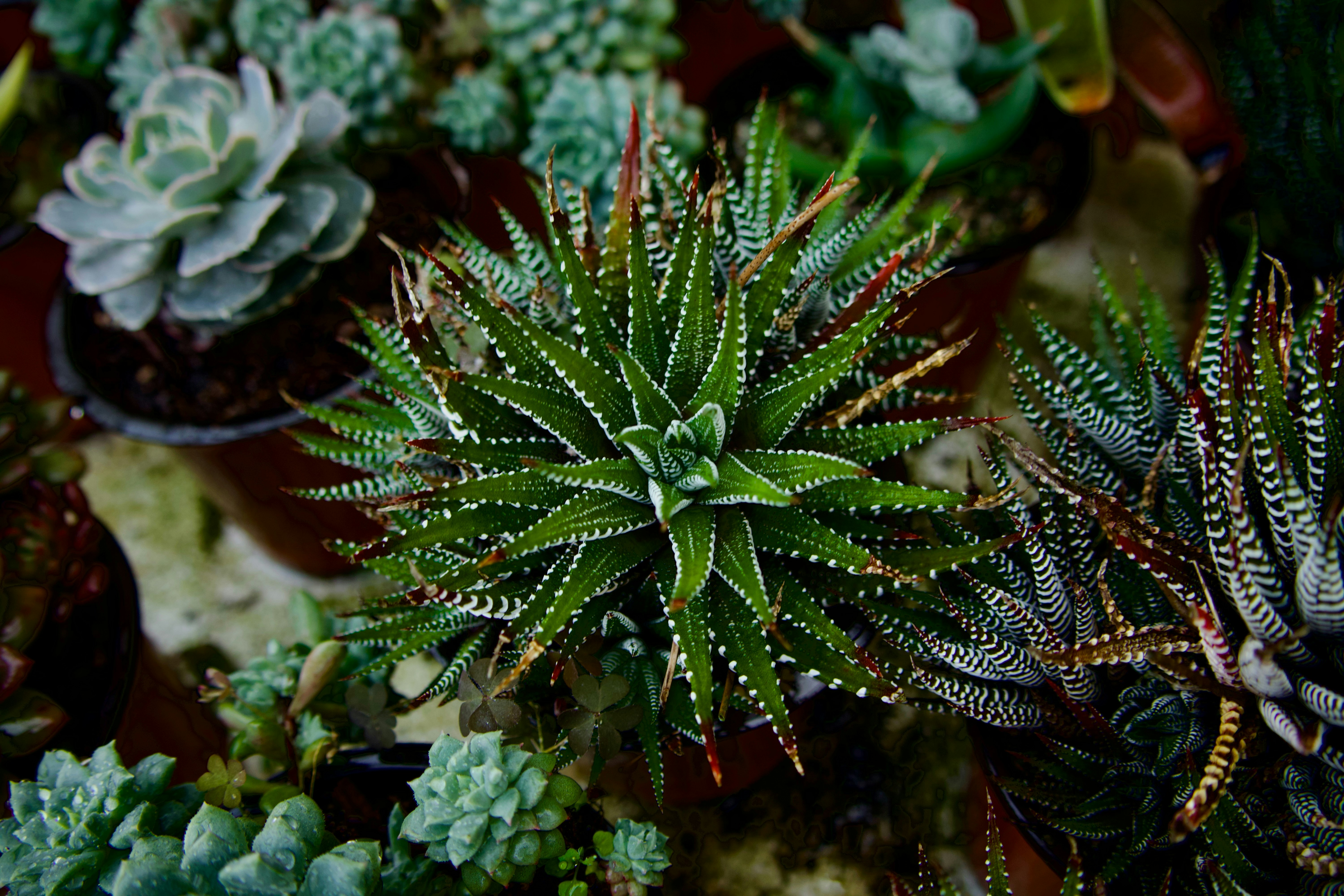 Center Stage of a Succulent Garden: A Close-Up of a Spiky Champion