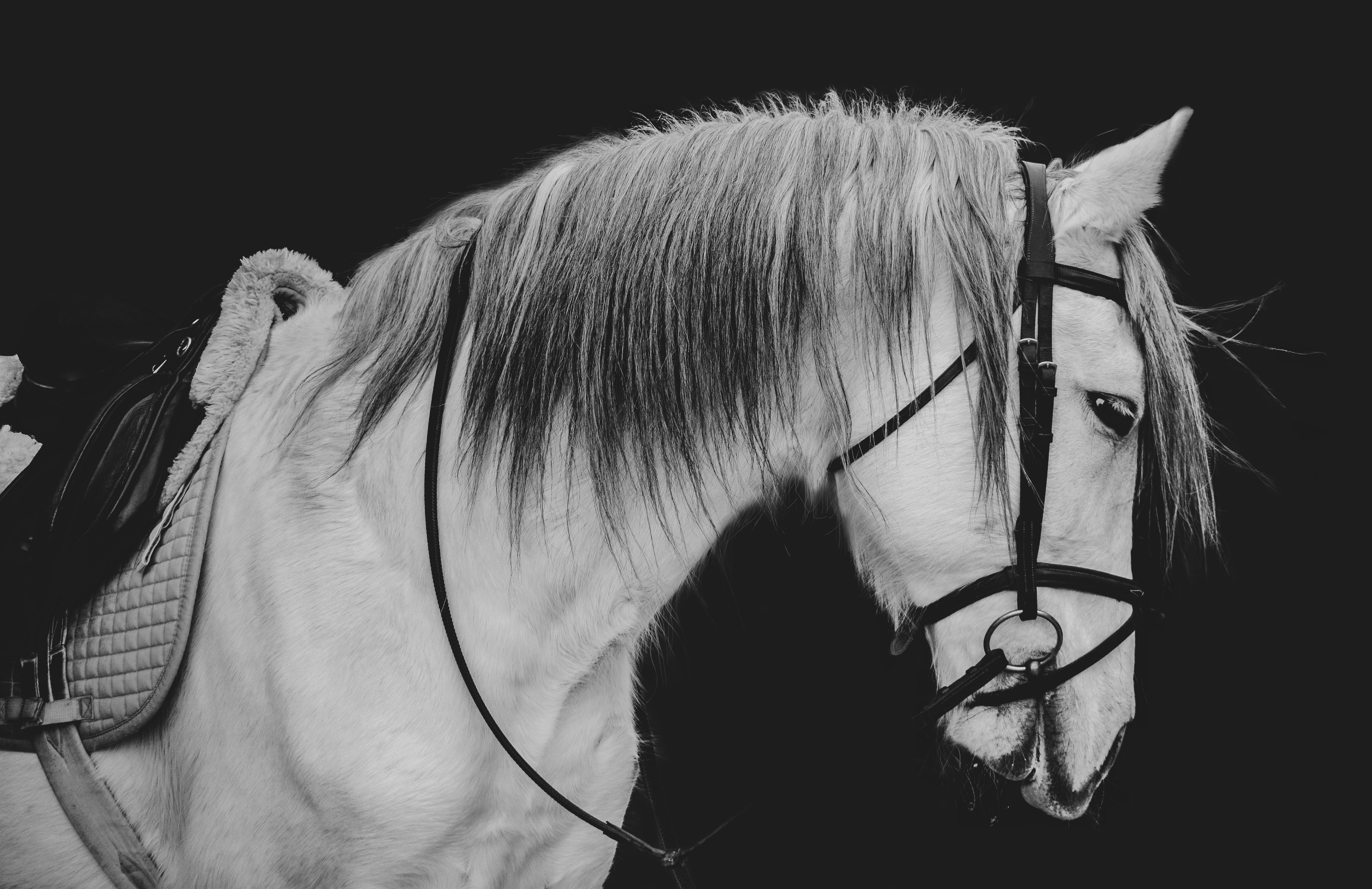 Quiet Equine Gaze: A Studied Profile Against Darkness