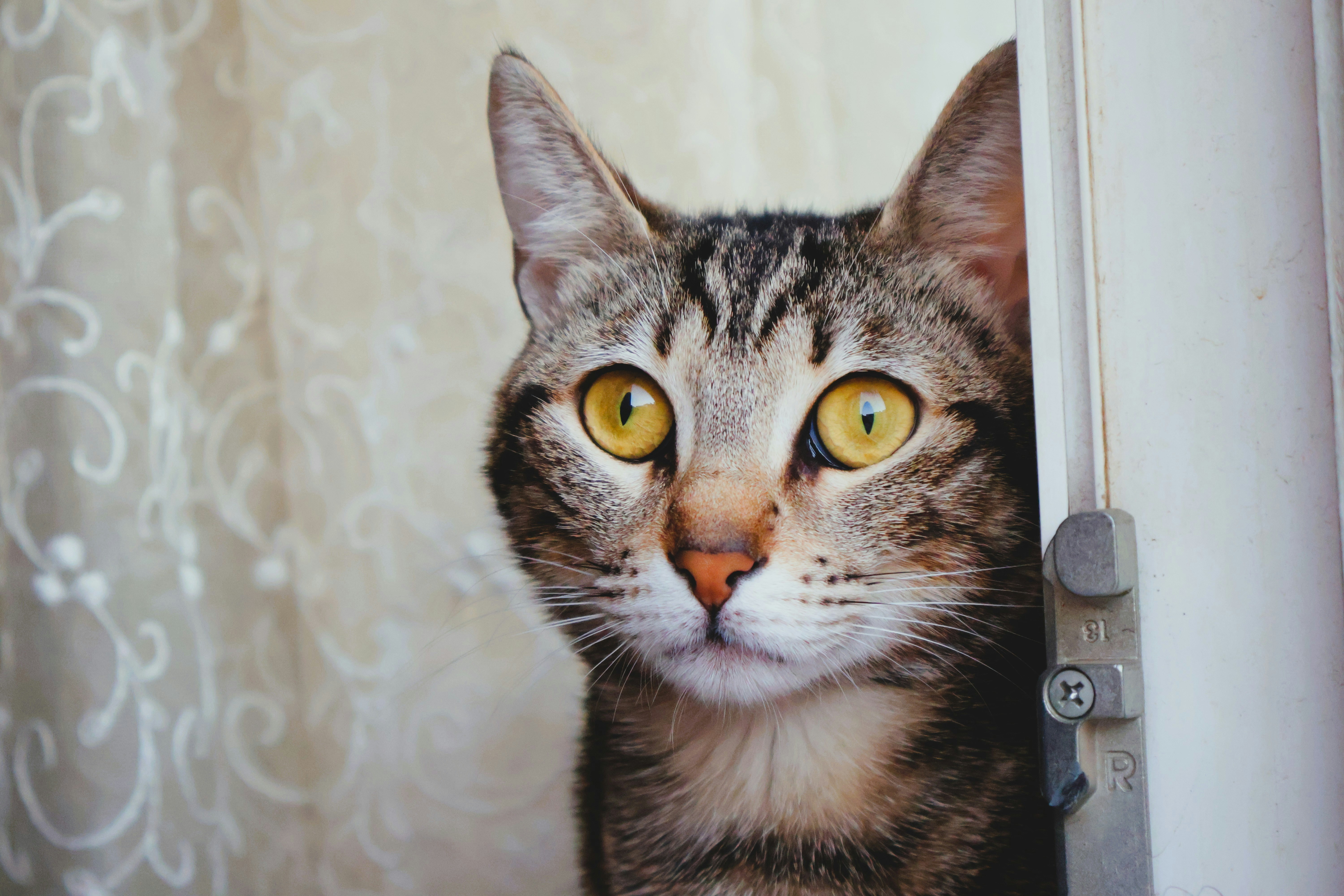 Close-up of a tabby cat with vivid amber eyes peering through a doorway, framed by a soft patterned curtain.