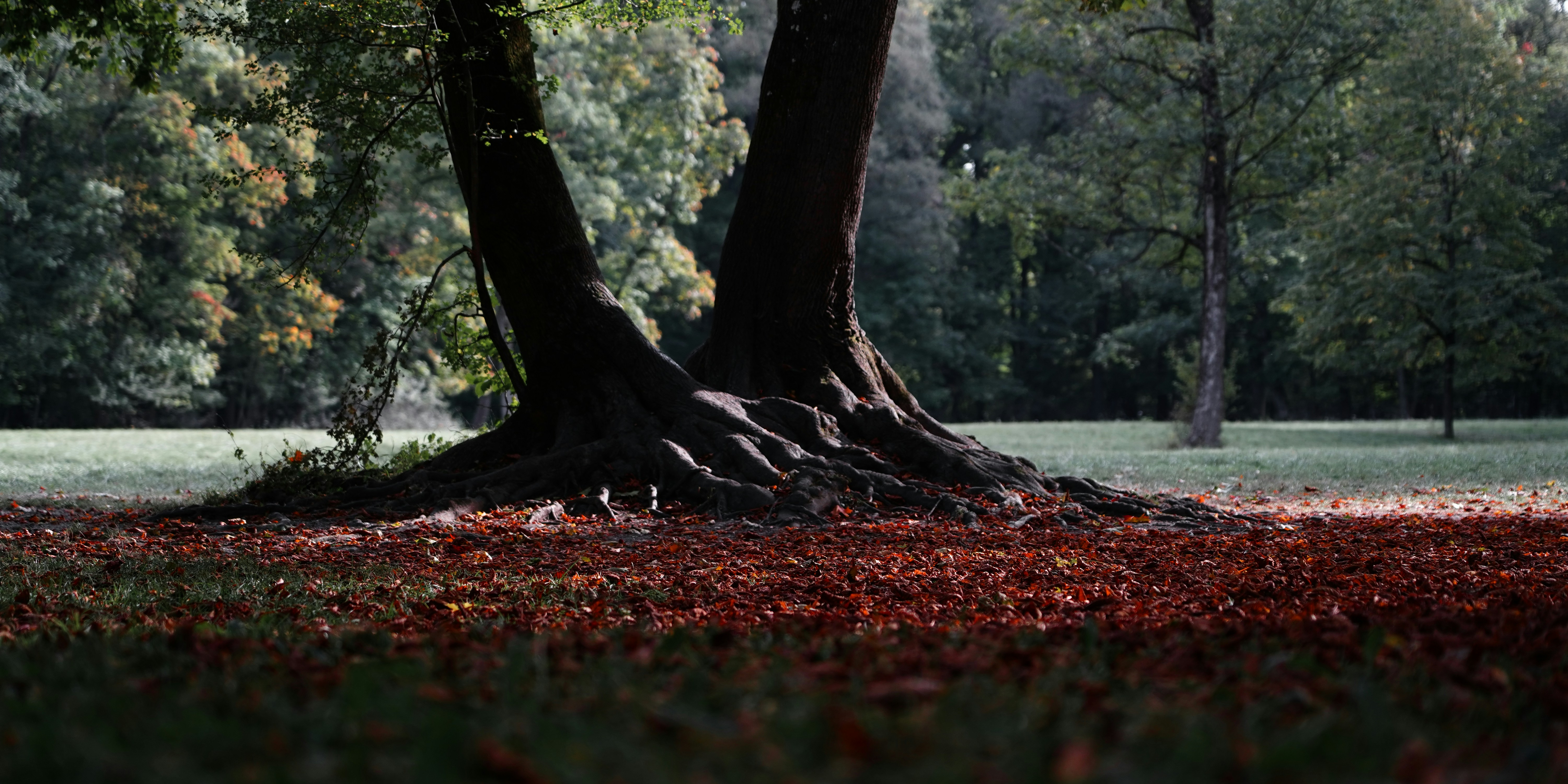 Rooted Silence: A Majestic Beech Anchored in Autumn Light
