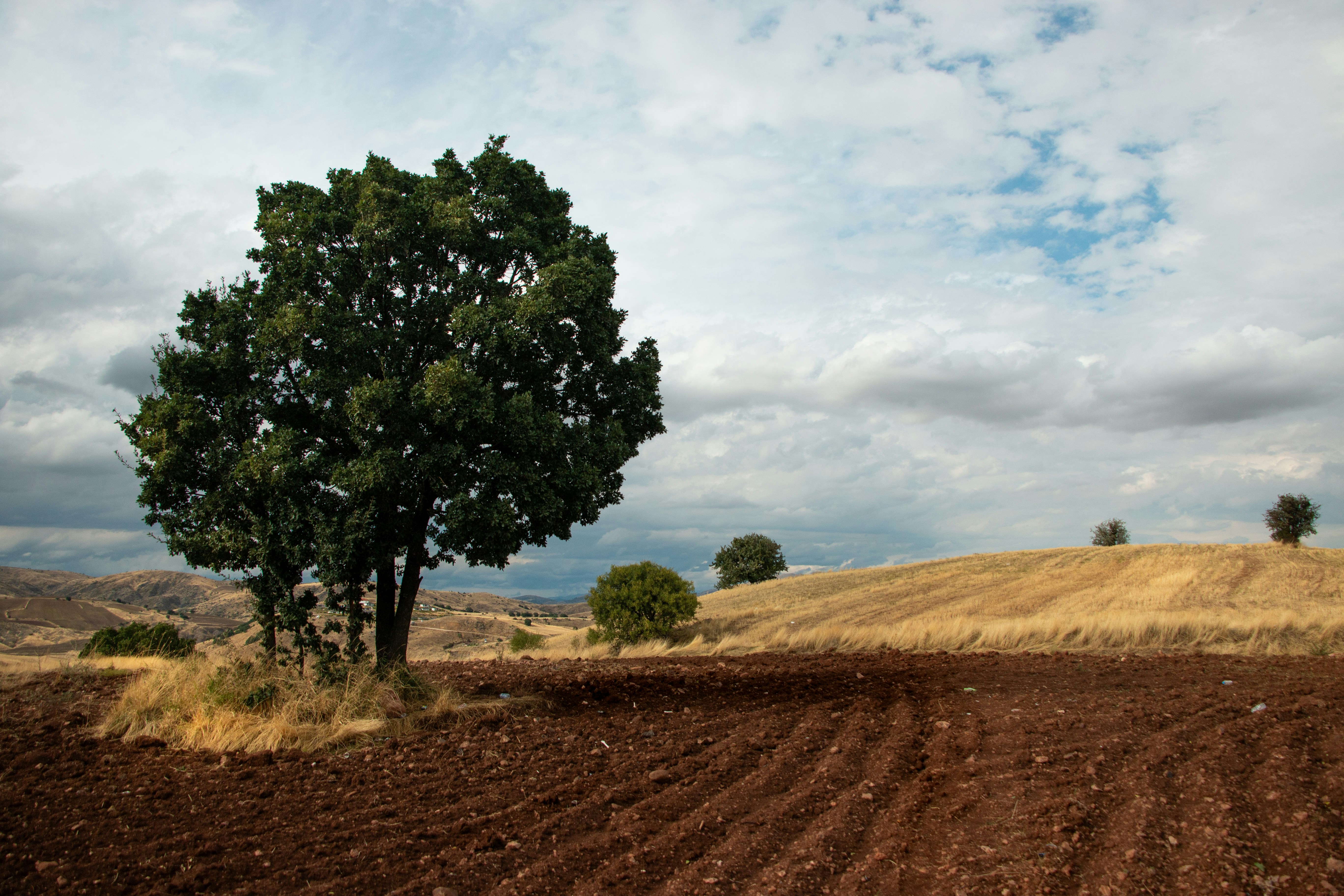 Lonely Oak on the Rolling Field