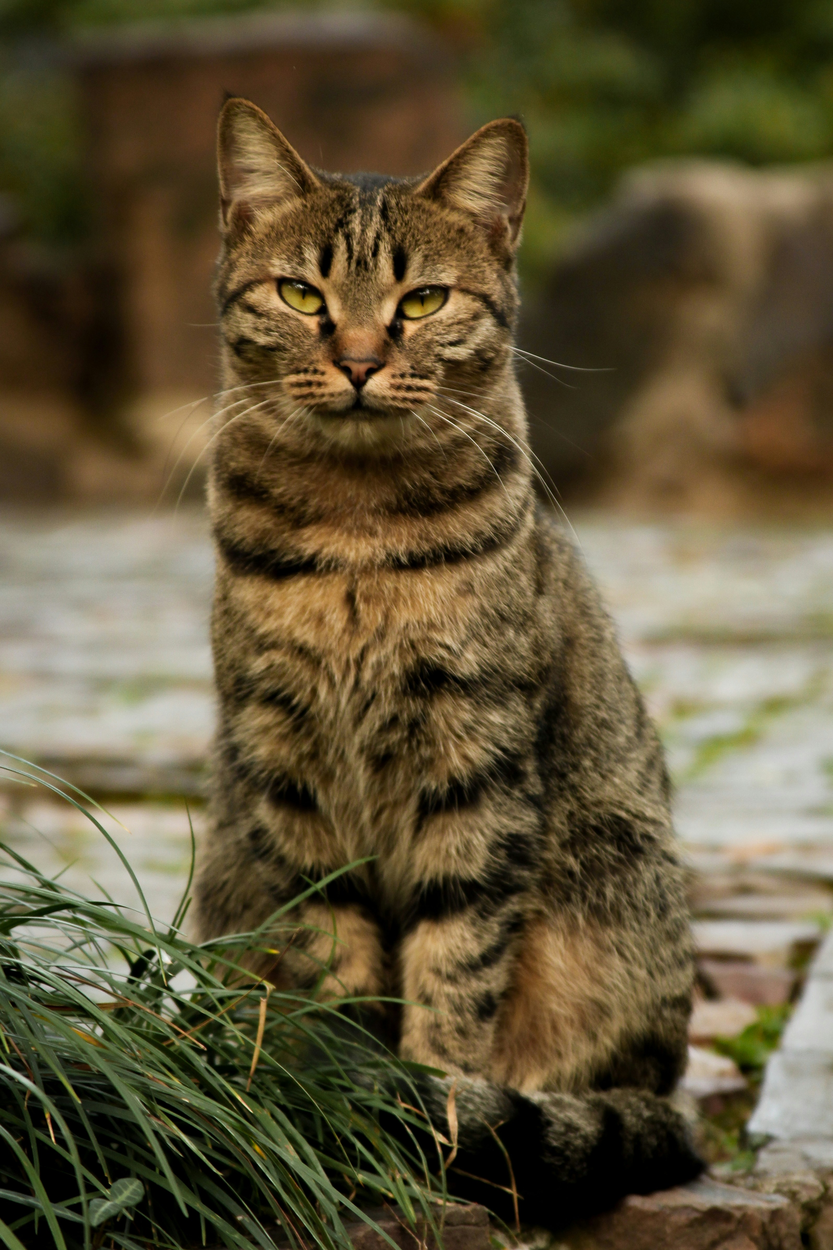 A tabby cat sits alert in a shallow outdoor setting with blurred background, its attentive gaze directed at the camera. The scene emphasizes natural fur texture and the calm presence of the feline.