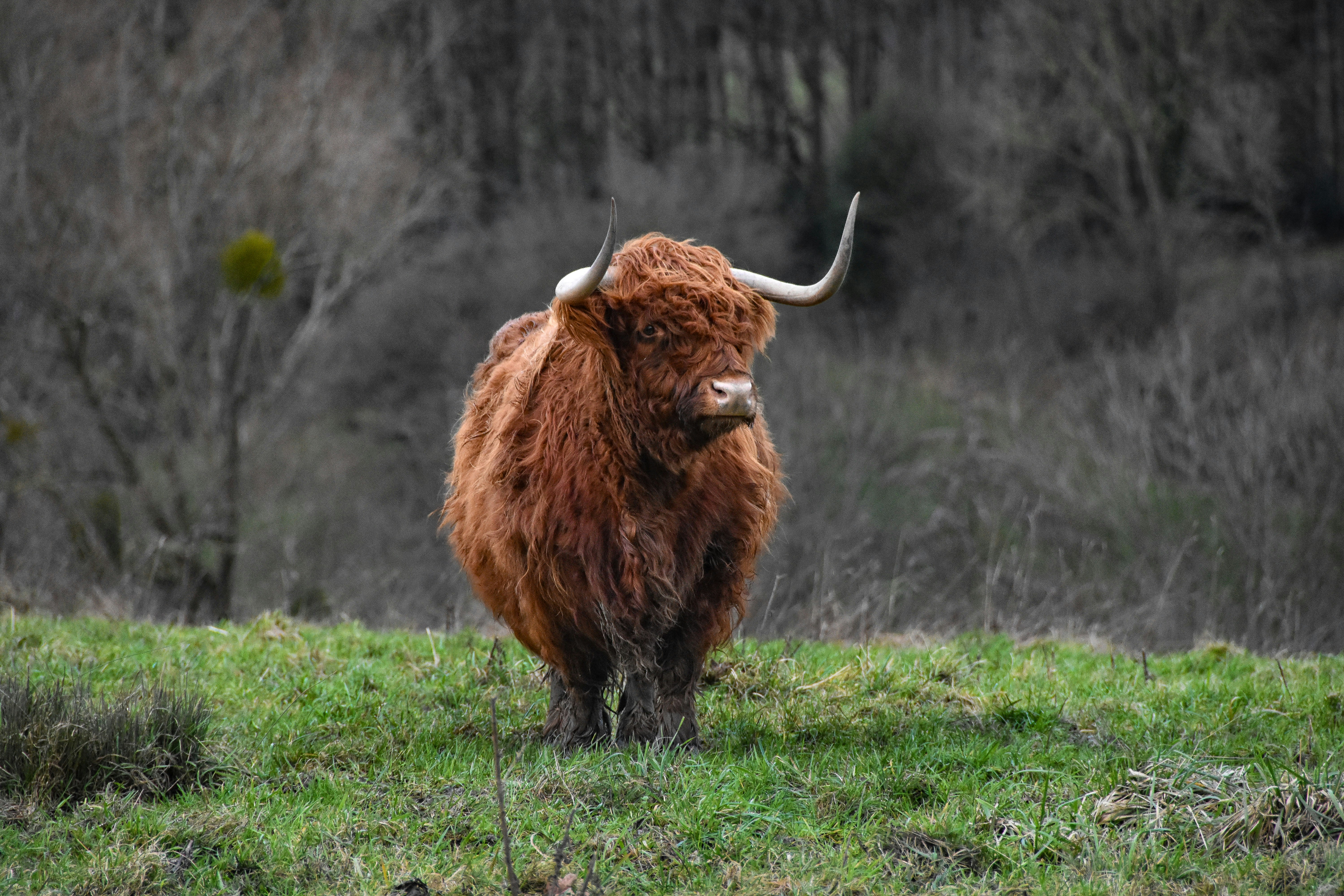 Charging Highlander: A Close-Range Stare of the Long-Horned Bull