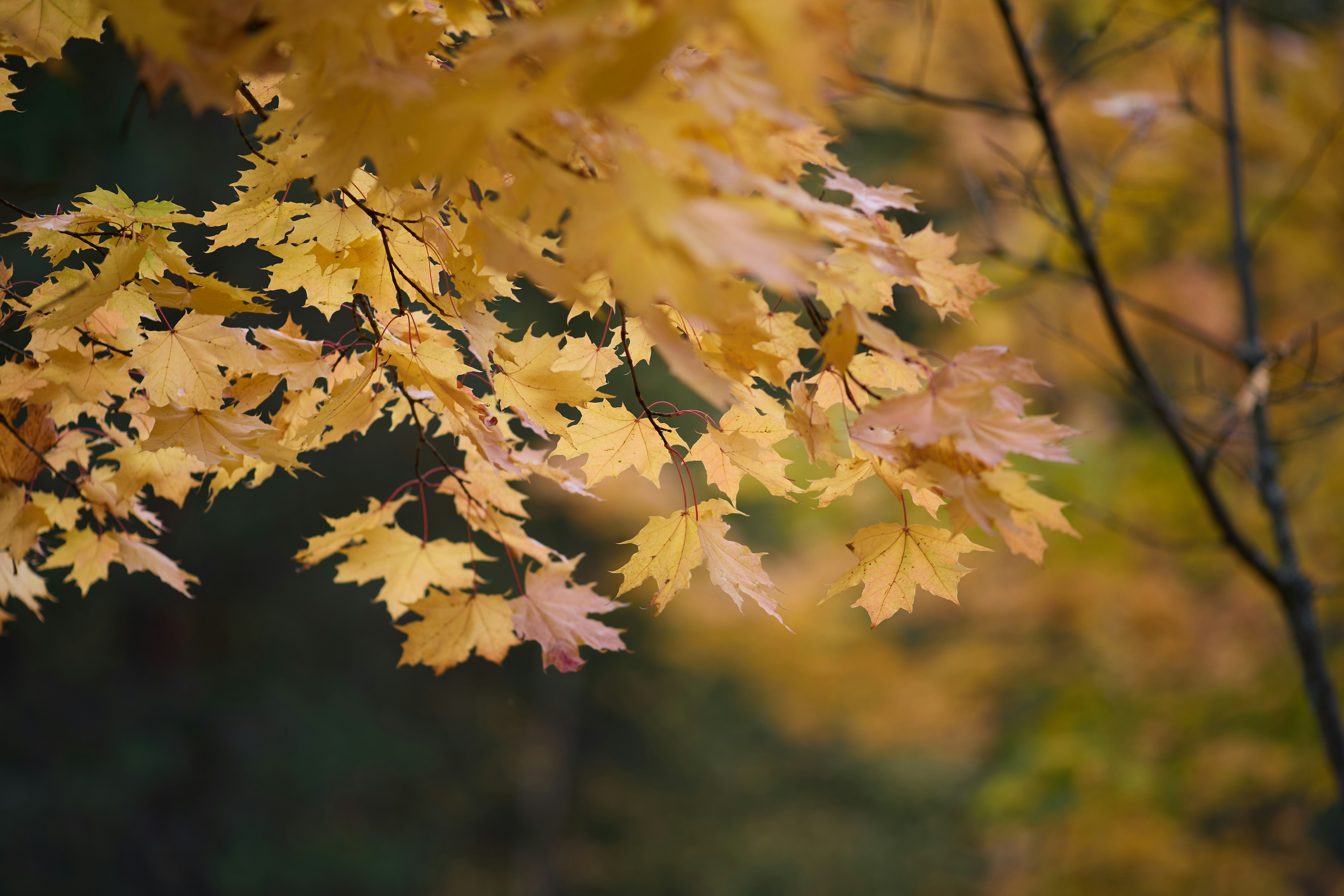 Autumn Maple Cascade: Golden Leaves Drift in Soft Backlight