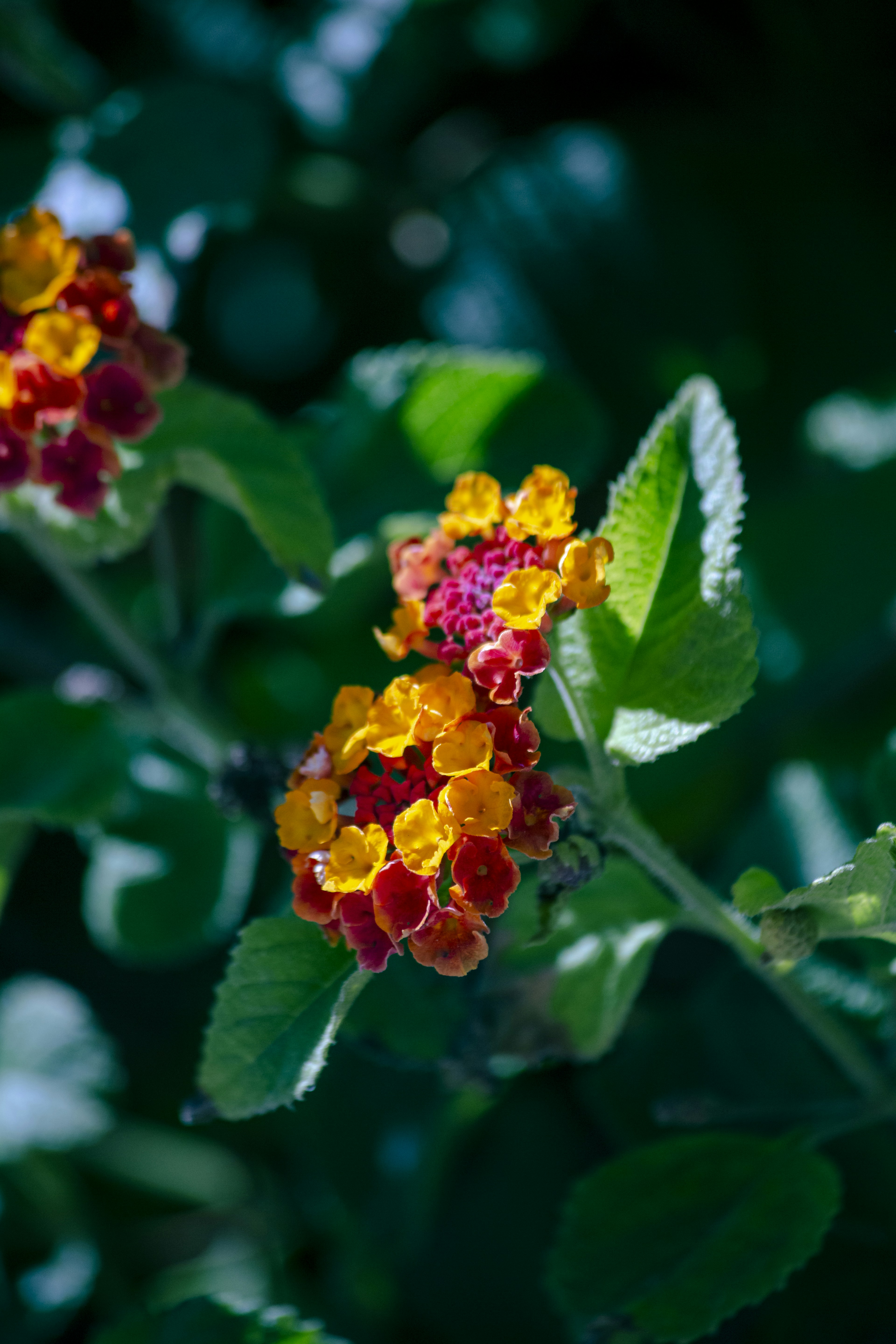 Lantana Bloom in Narrow Shade: Firelike Clusters on Bright Green