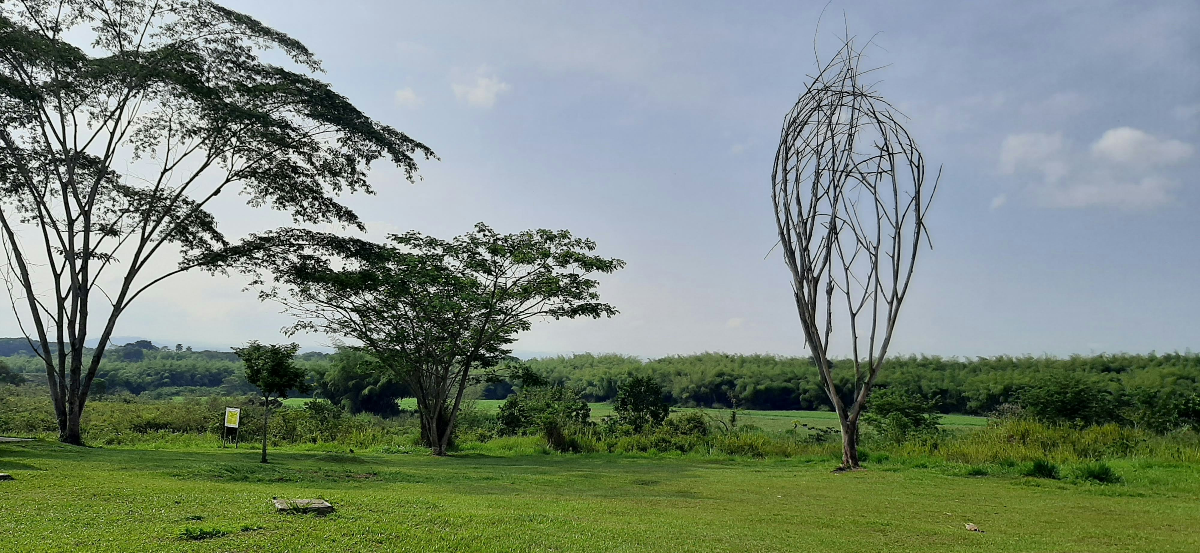 El Esqueleto del Bosque: Un árbol de ramas desnudas y forma peculiar se alza como una escultura natural en medio de un prado verde y exuberante que llama mi atención mientras corro una mañana cálida del trece de abril por las hermosas calles del Eje Cafetero en Colombia.