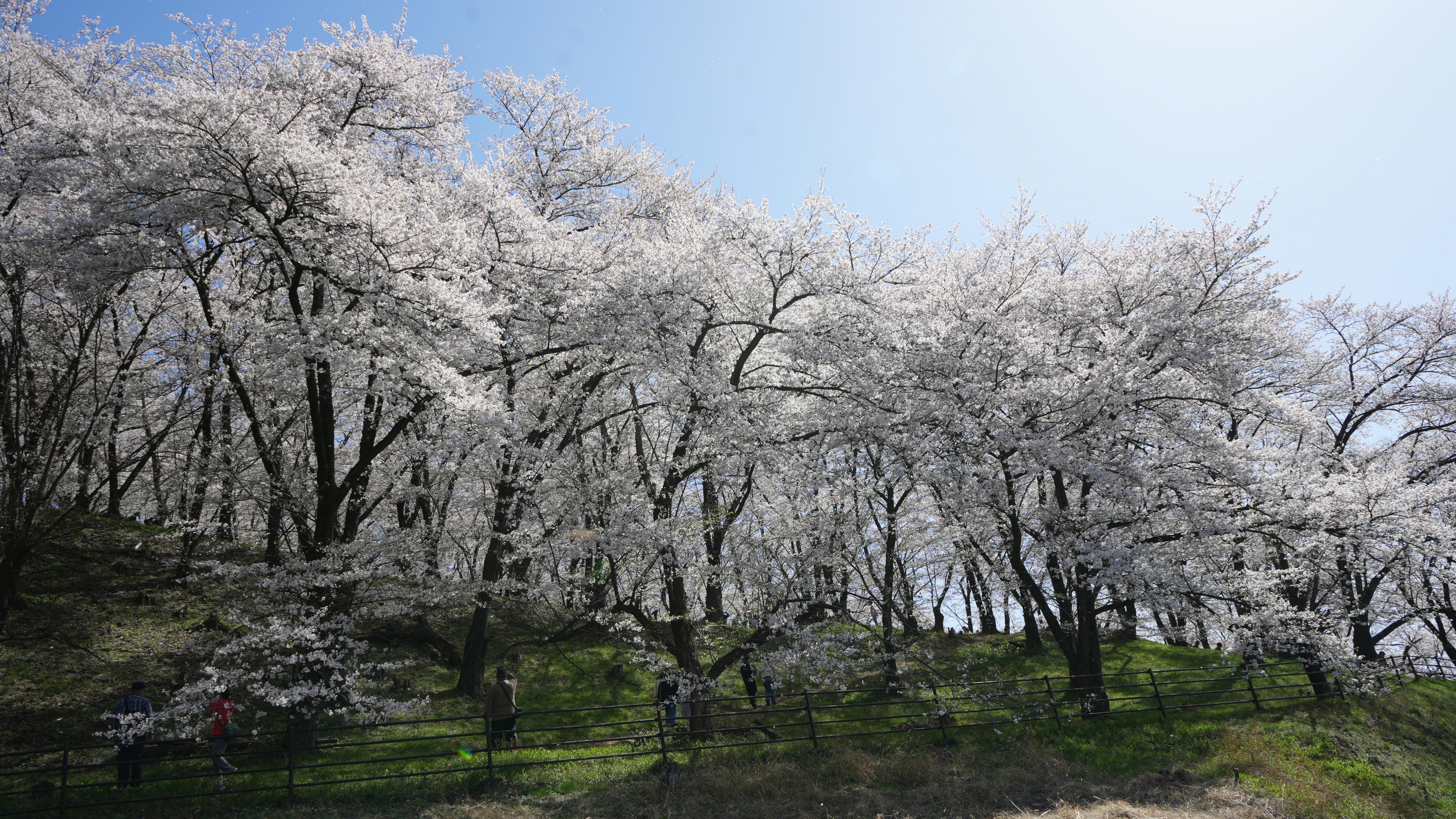 Blossom Ridge: A Sunlit Orchard of White Petals