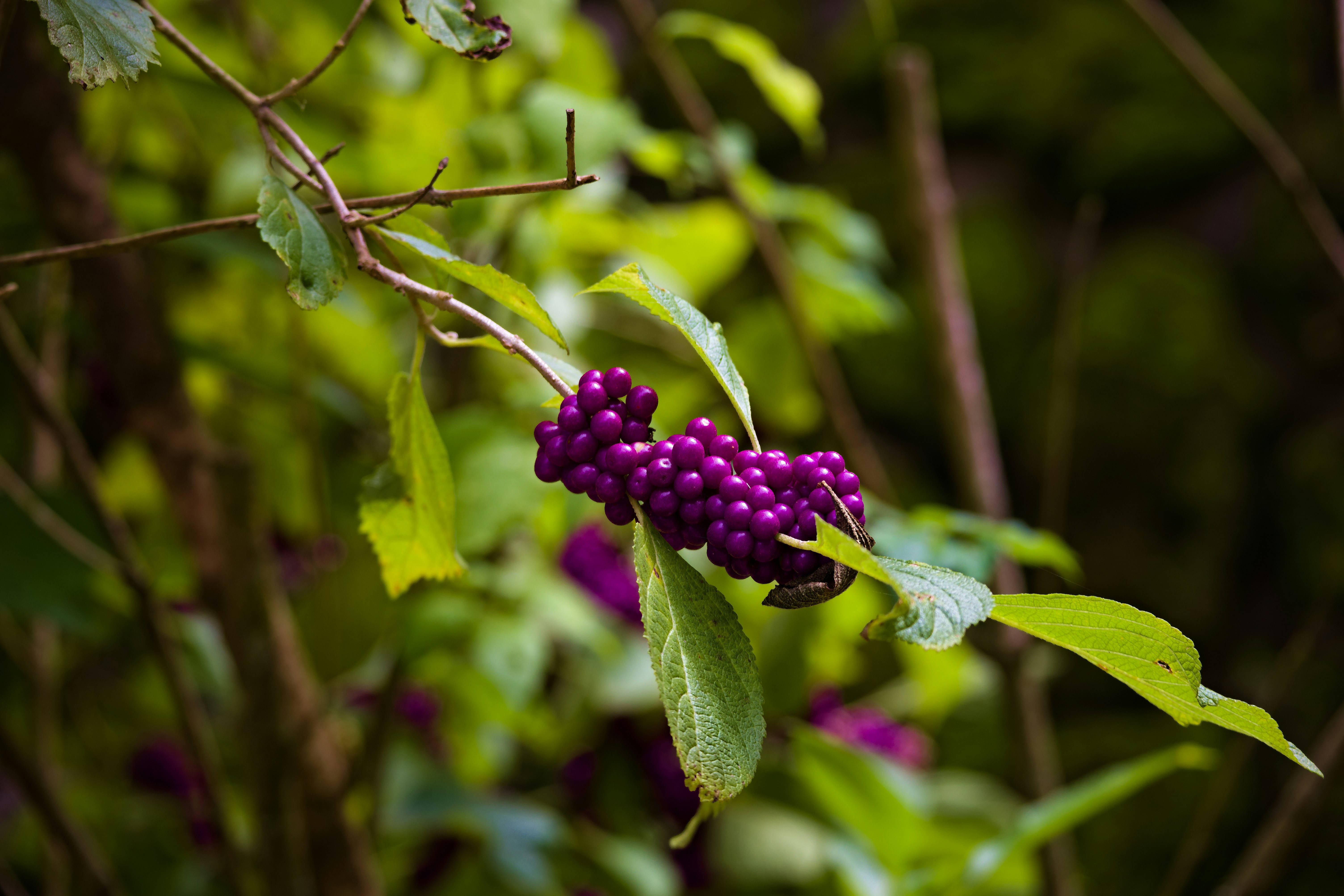 Cluster of purple berries on a branch with green leaves; shallow depth of field emphasizes the fruit against a blurred natural background.
