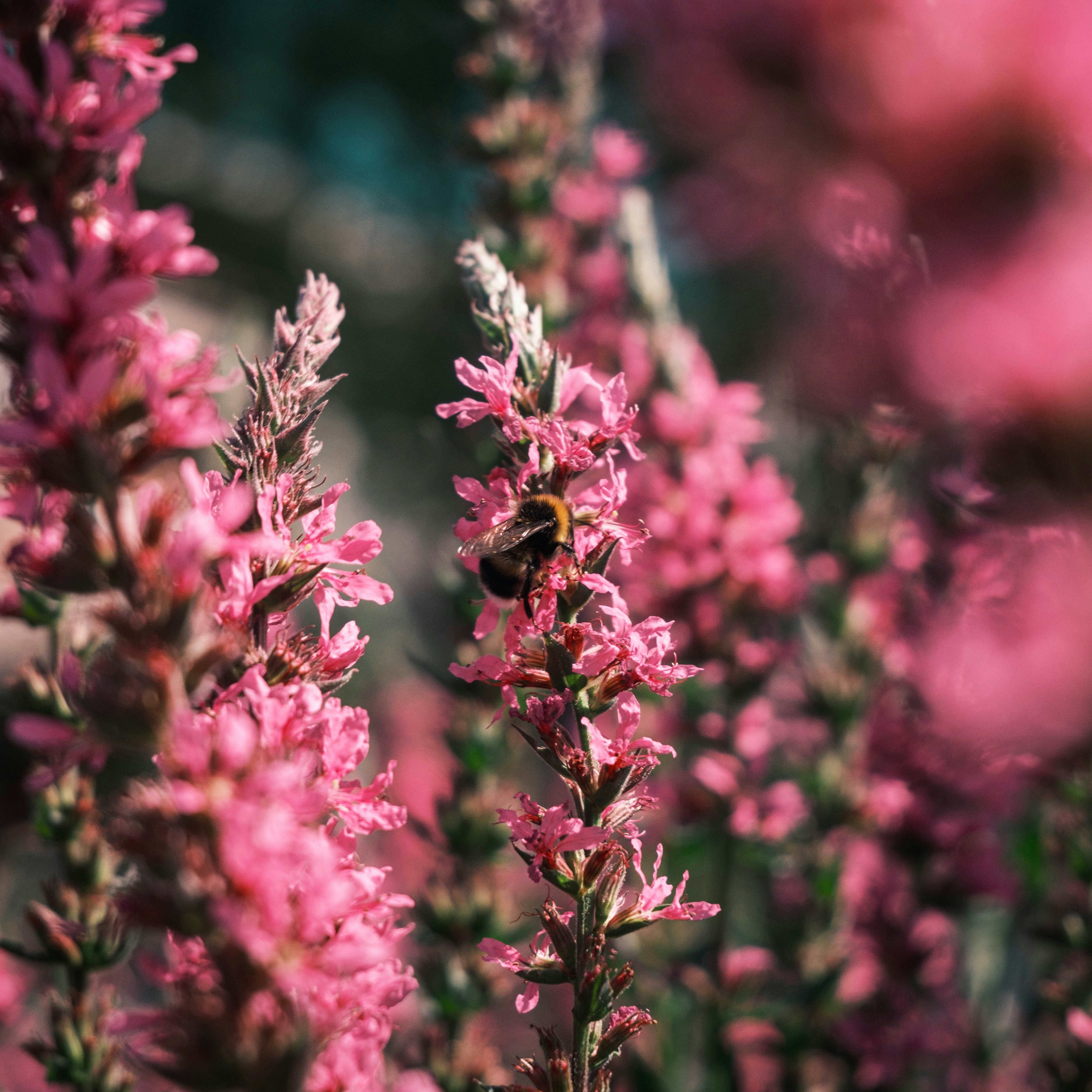 Bee at the Pink Spike: A Close Rendezvous with Nectar