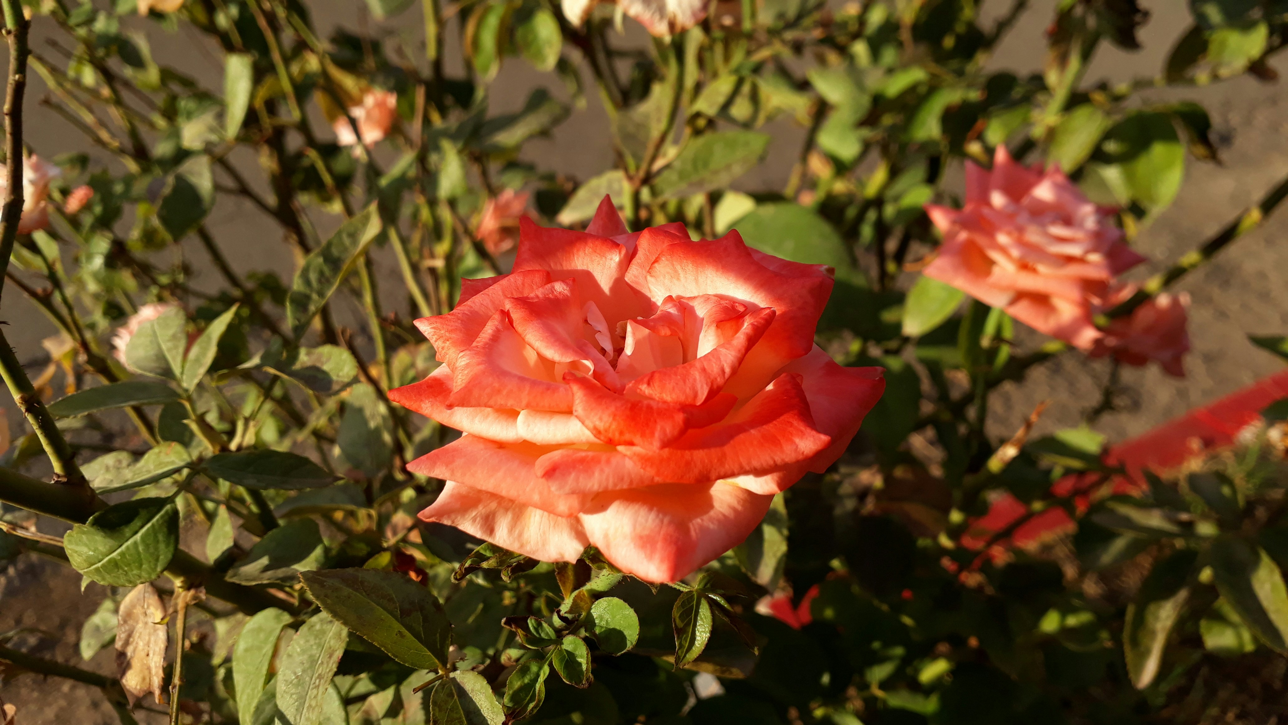 Sunlit Coral Rose: A Bloom in Focus