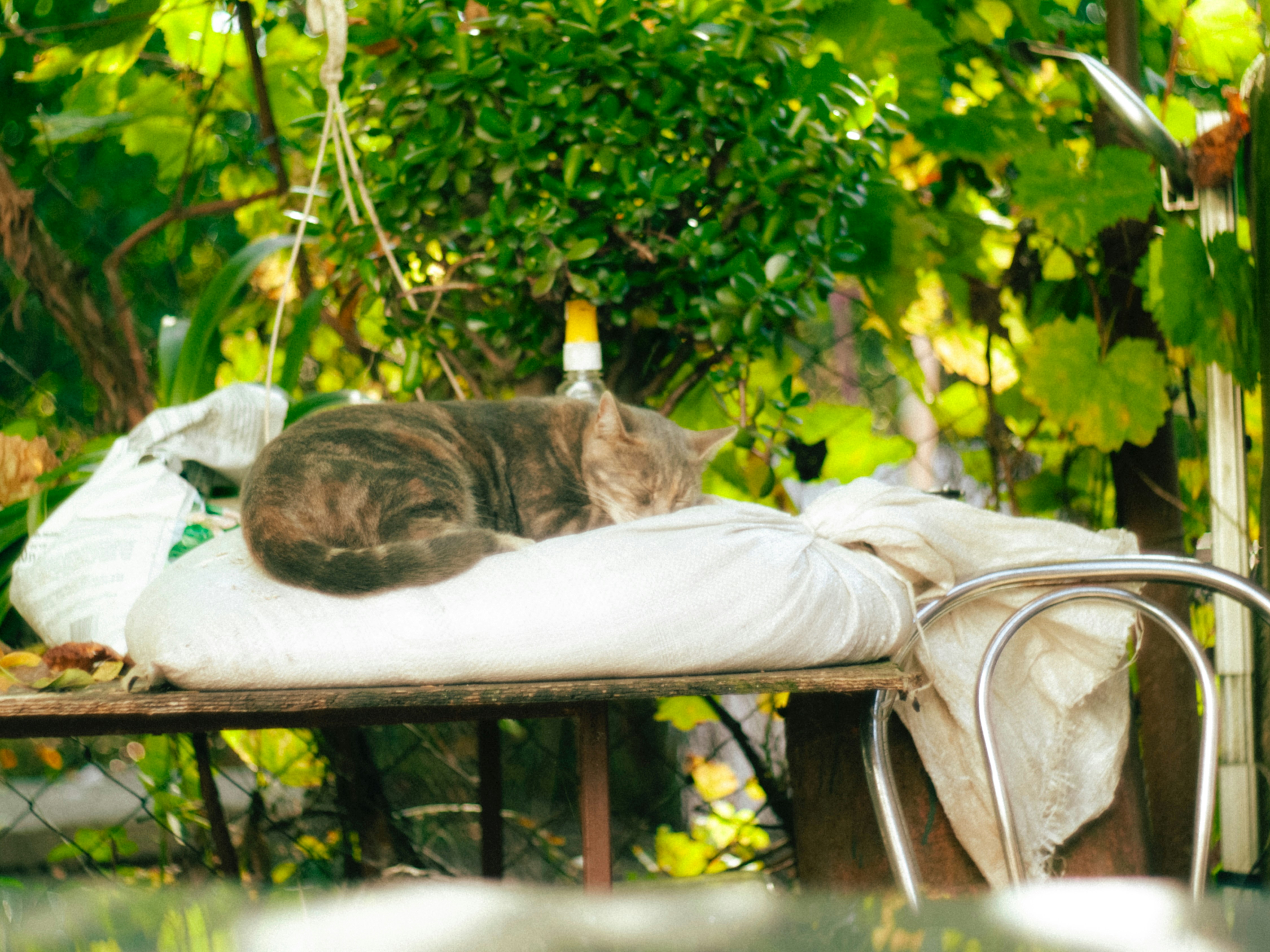 Sunlit Cat Napping on a Cushioned Patio Table
