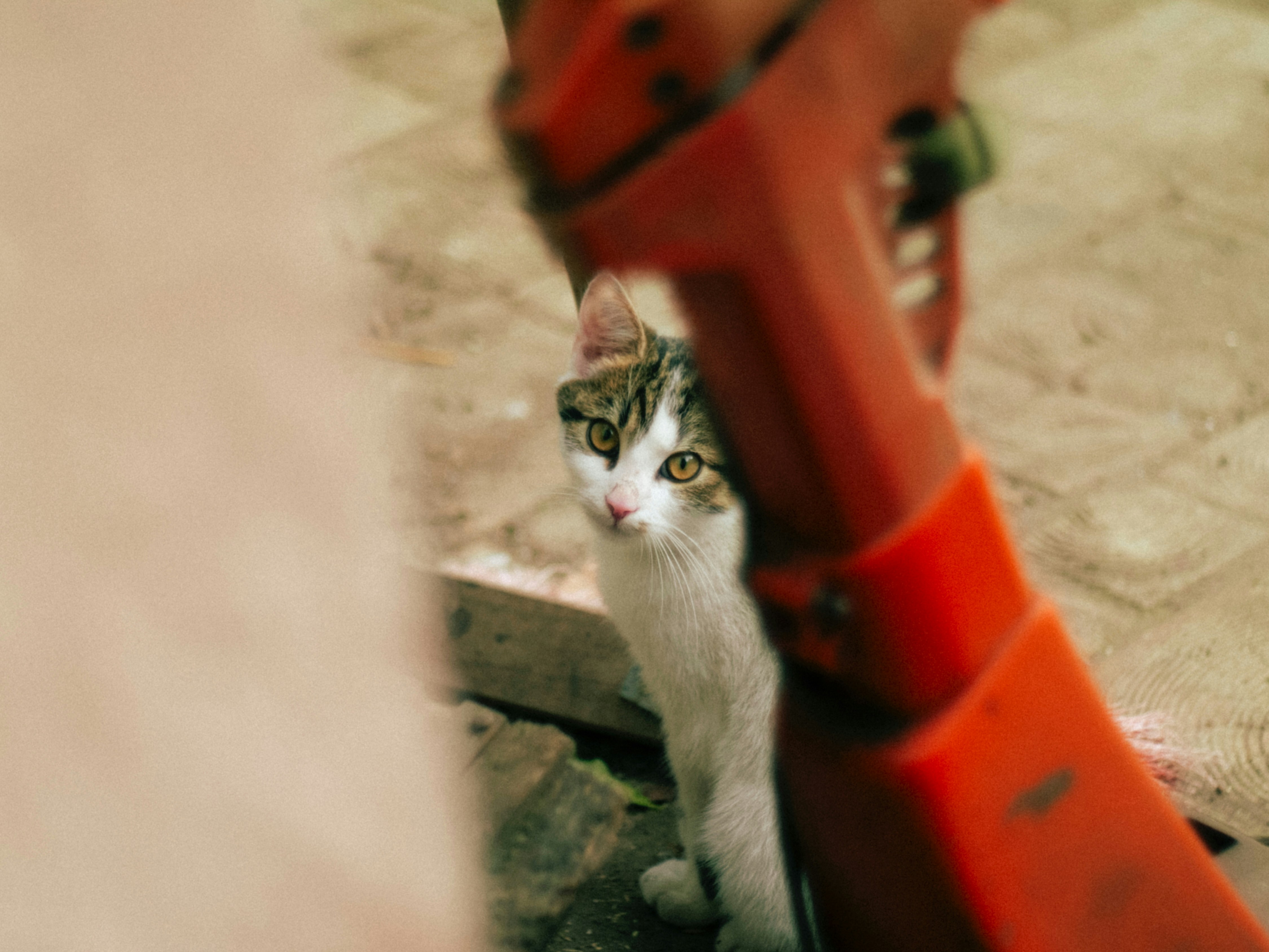 Hidden Meow: A Curious Kitten Peeked Between Industrial Reds