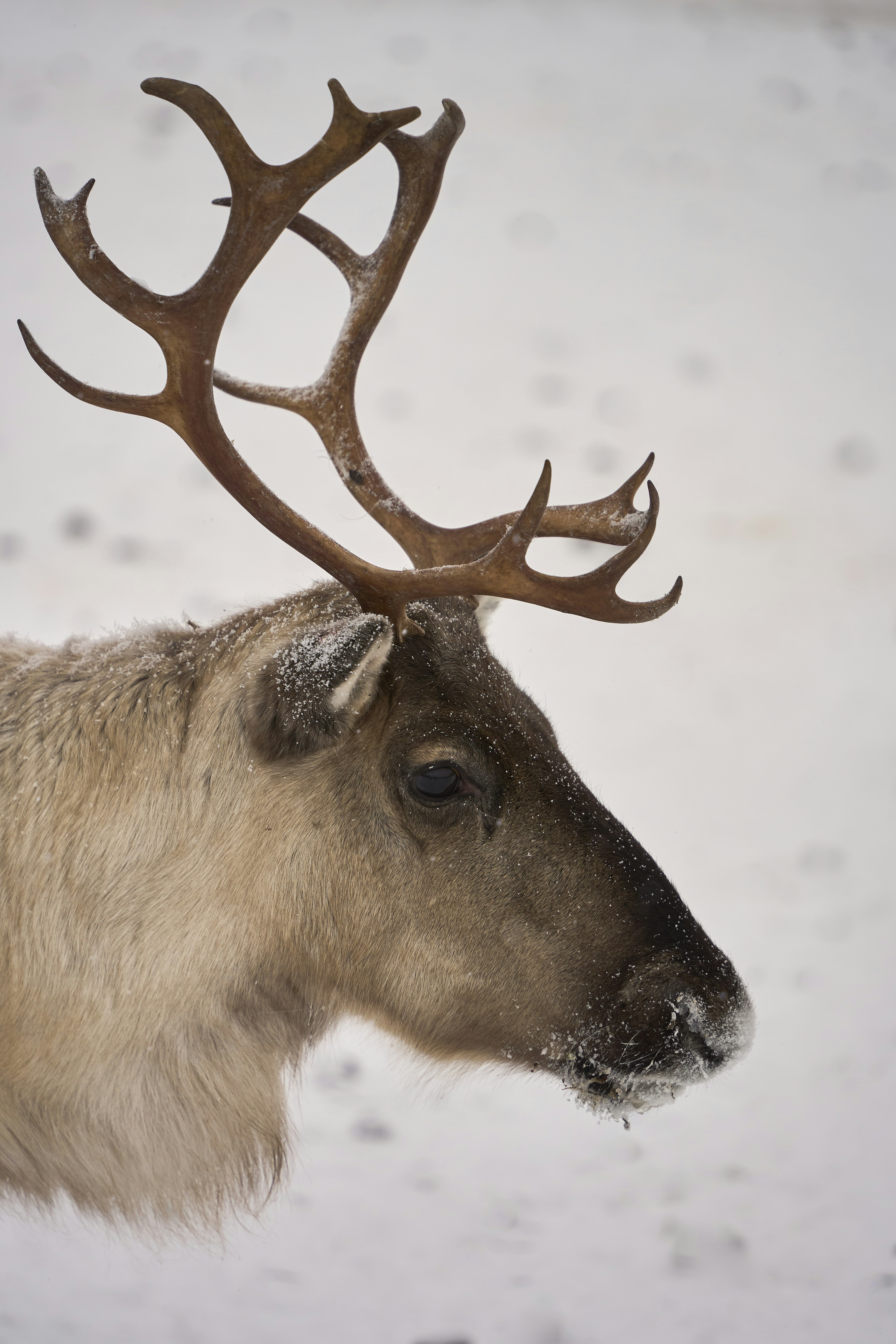 Silhouette of a Snow-Cloaked Elk: Majestic Antlers in Winter Light