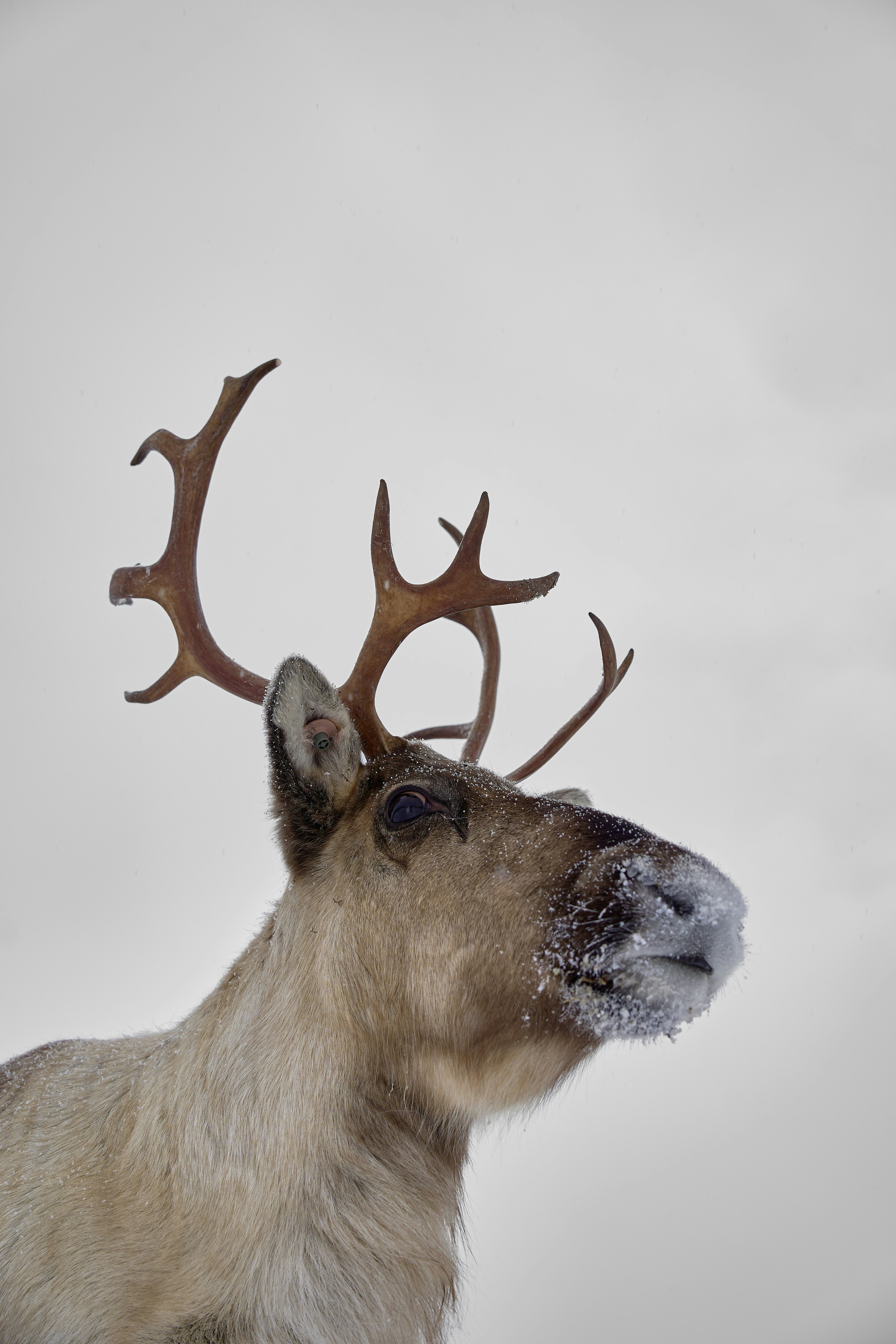 Winter Majesty: A Reindeer Gaze Beneath Velvet Skies