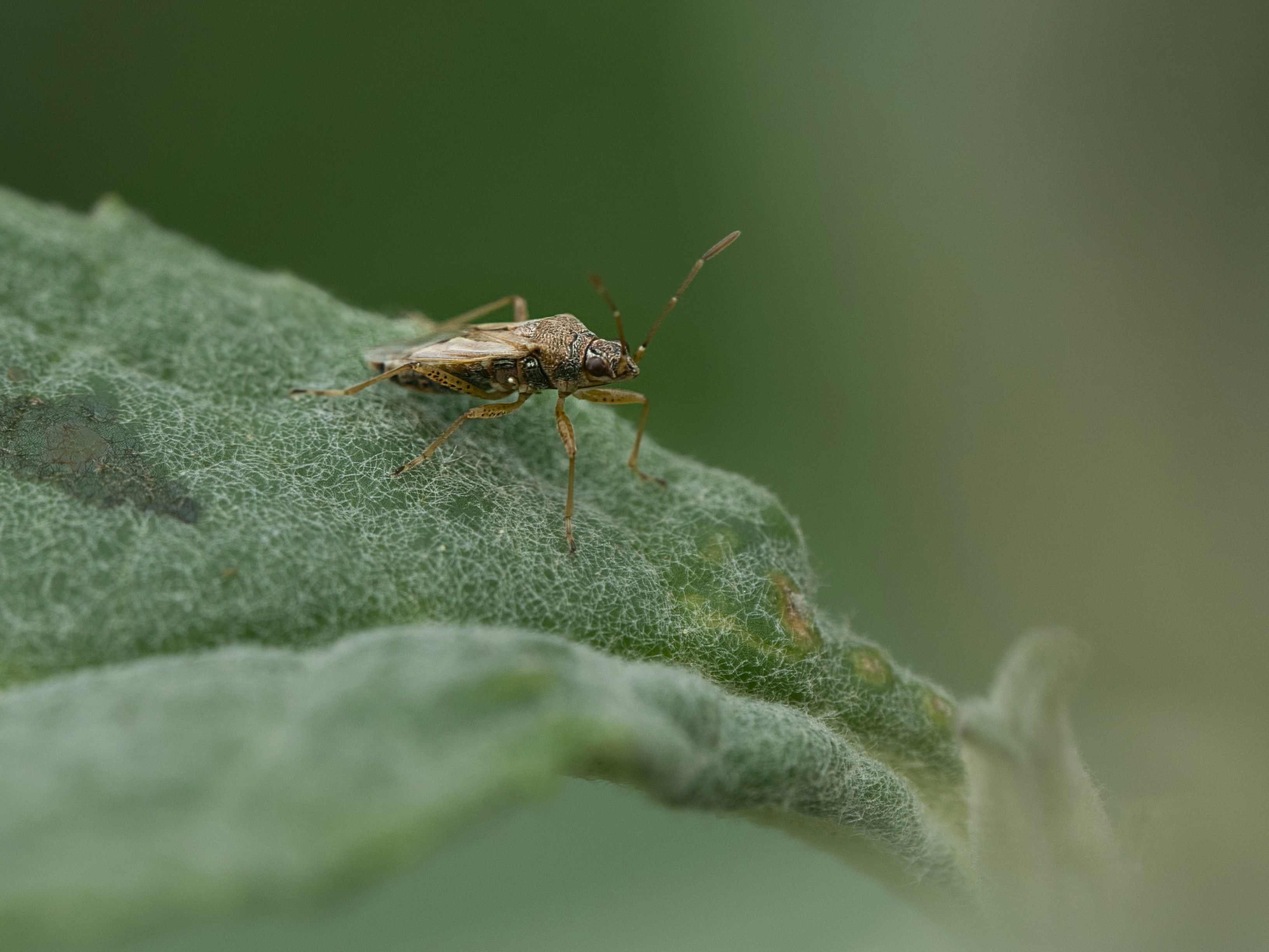 Tiny Scout on a Velvet Leaf: A Close-Up of a Minute True Bug