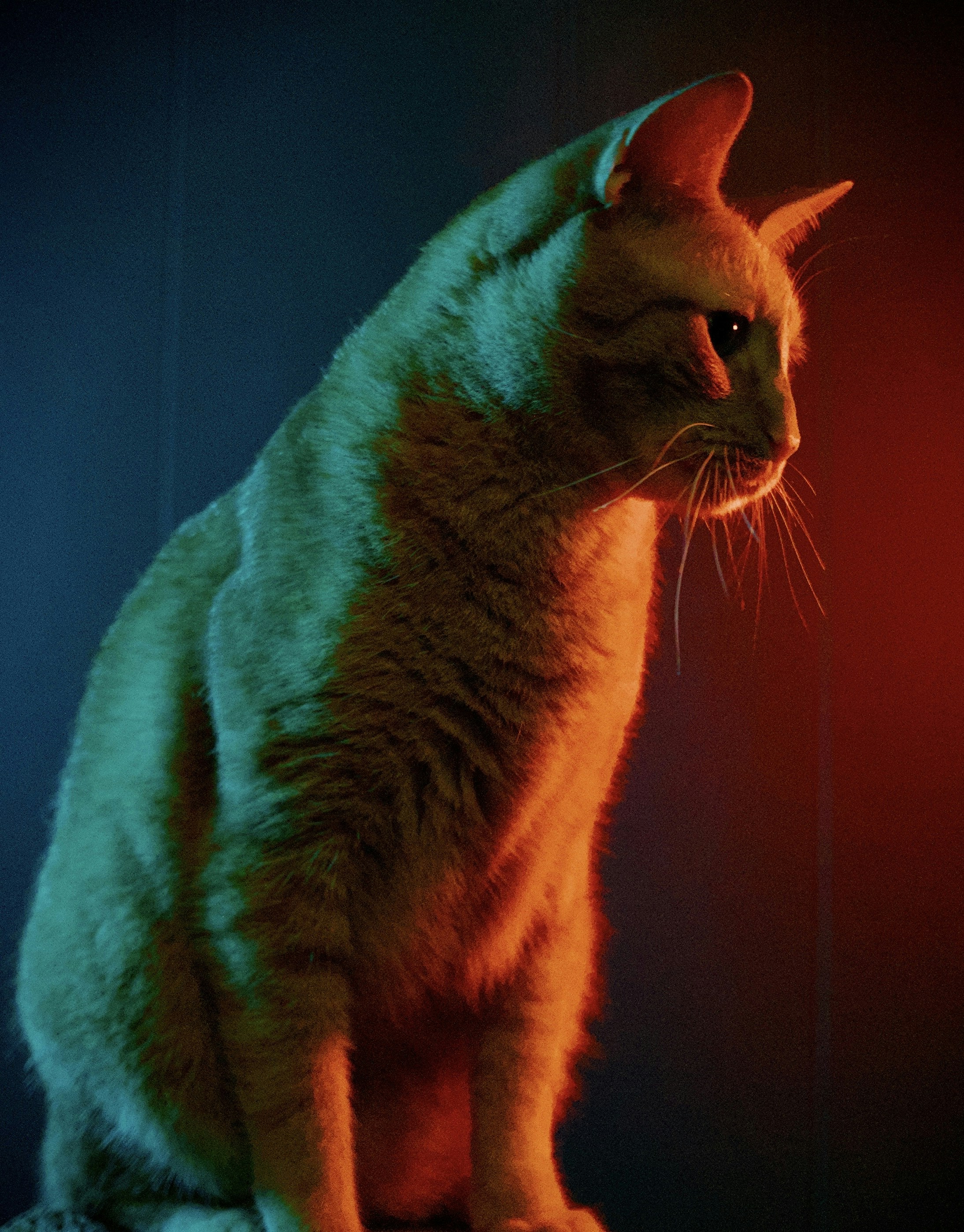 Neon silhouette: a cat bathed in cyan and crimson light