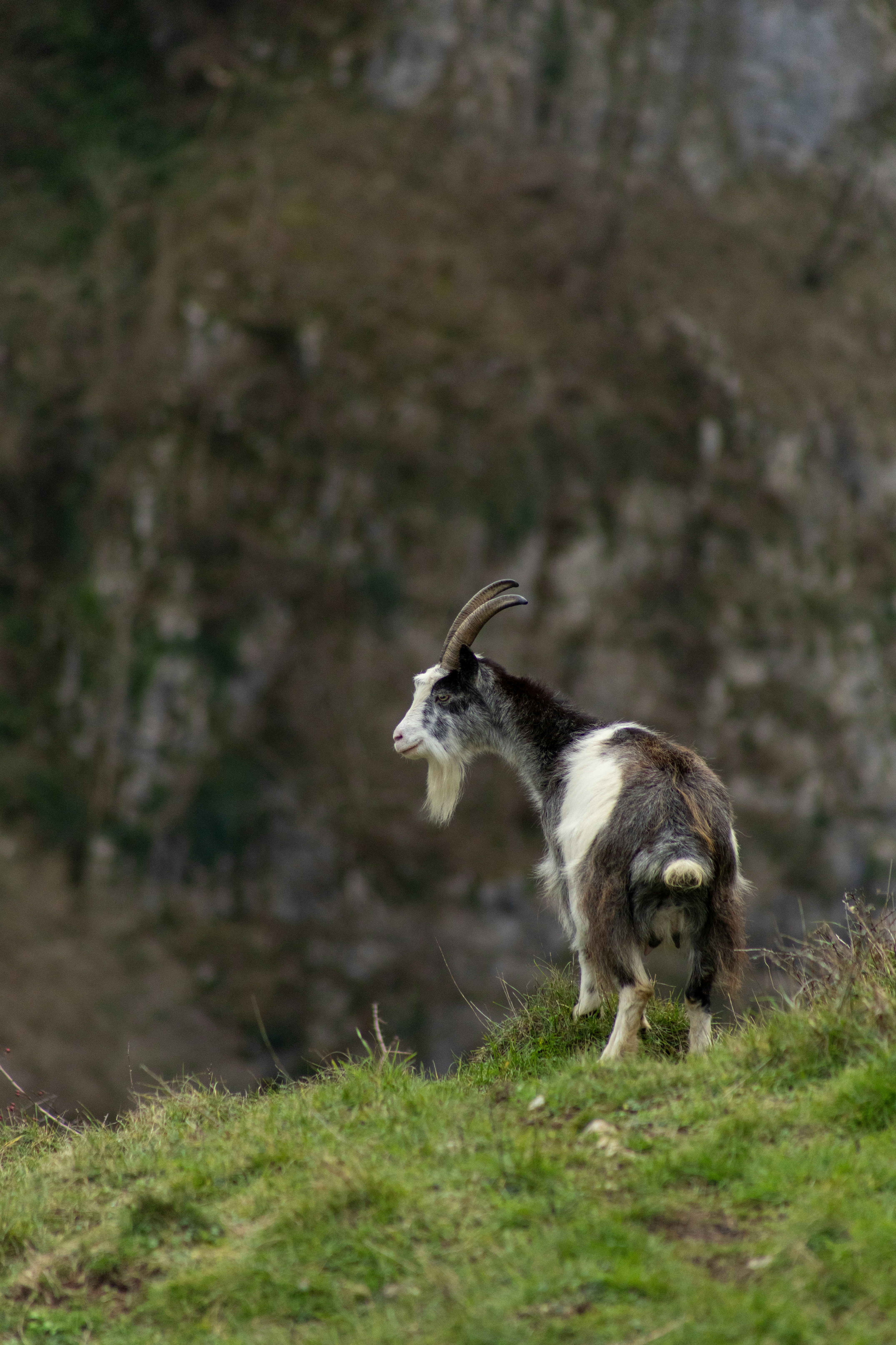 Goat Sentinel on a Green Slope