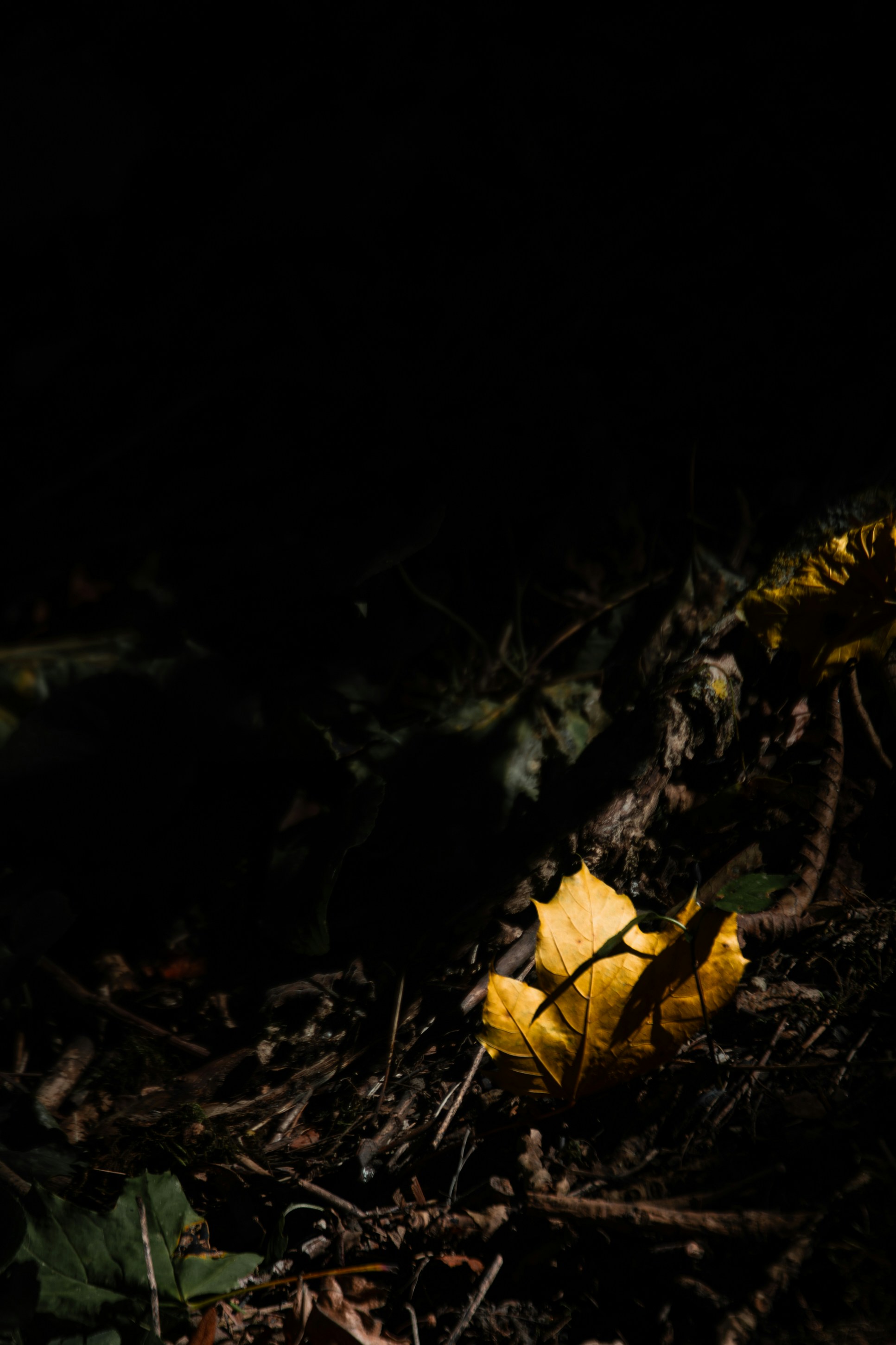 Amber Leaf in a Shadowed Forest Floor