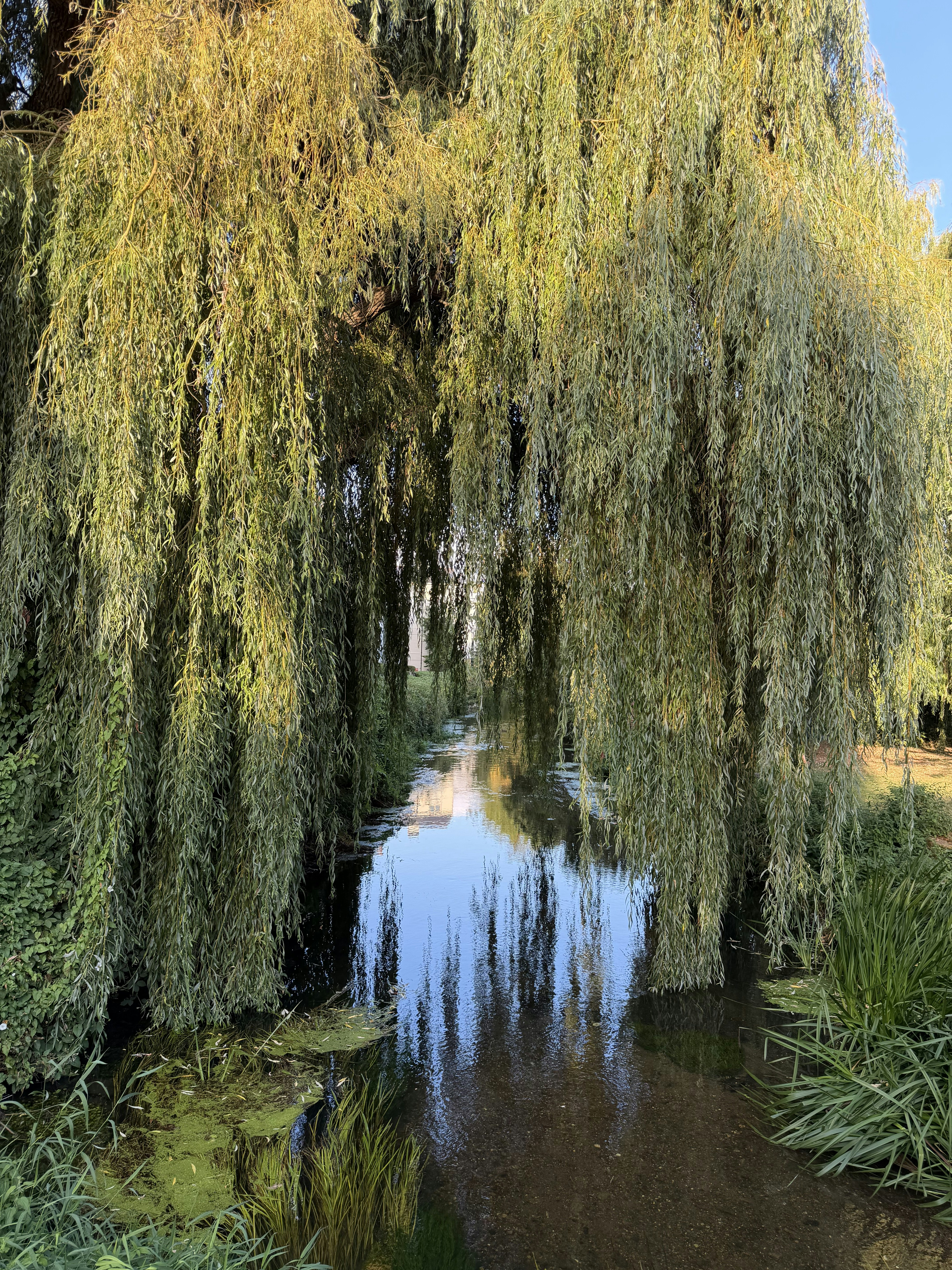 Sunlit weeping willows arch over a calm canal, their hanging branches creating a green curtain that frames a blue sky reflection on the water.