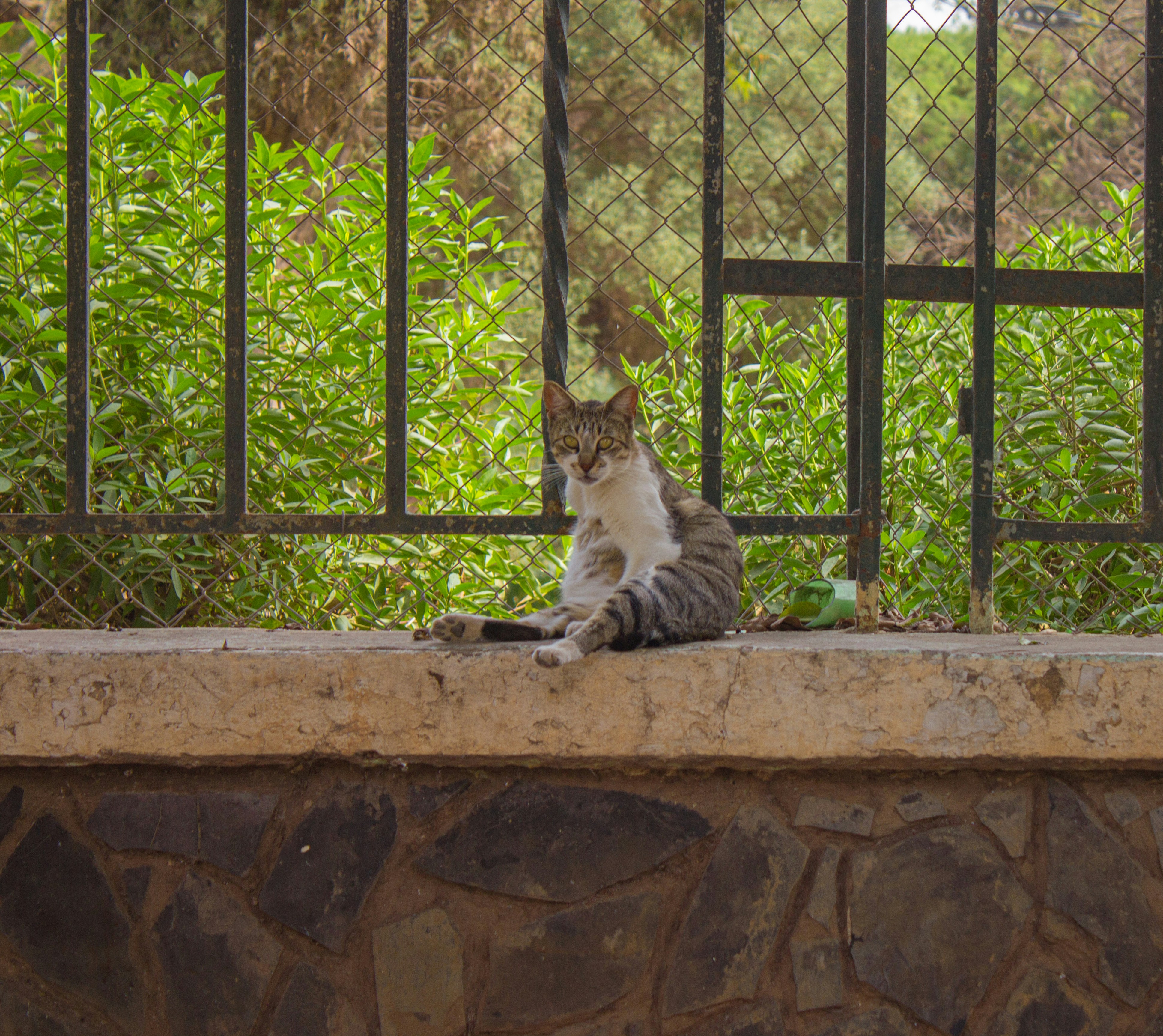 Domestic cat lounging on a sunlit stone ledge behind a metal railing, with greenery in the background. A simple outdoor scene highlighting calm feline presence.
