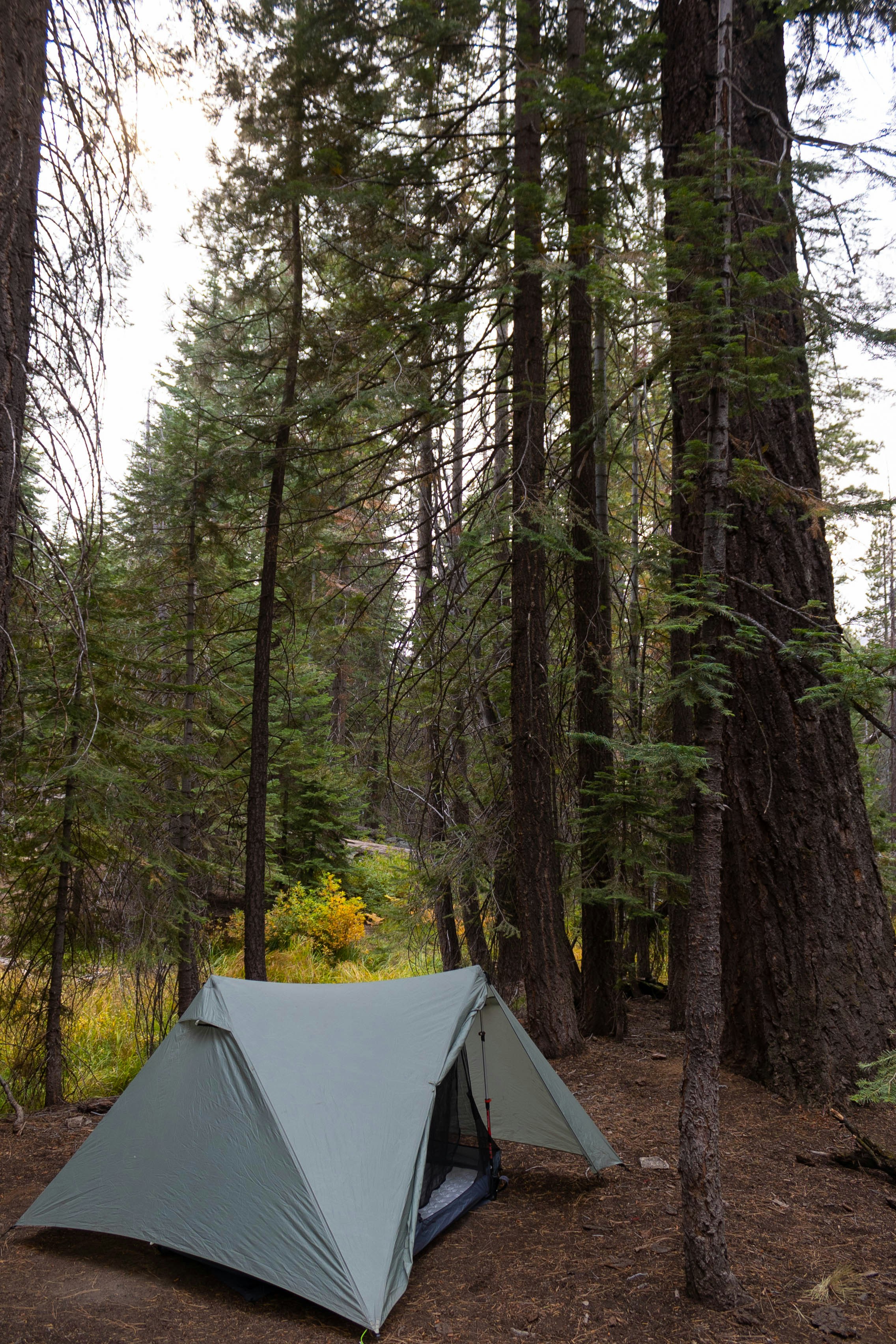 Frontier Shelter among Tall Pines
