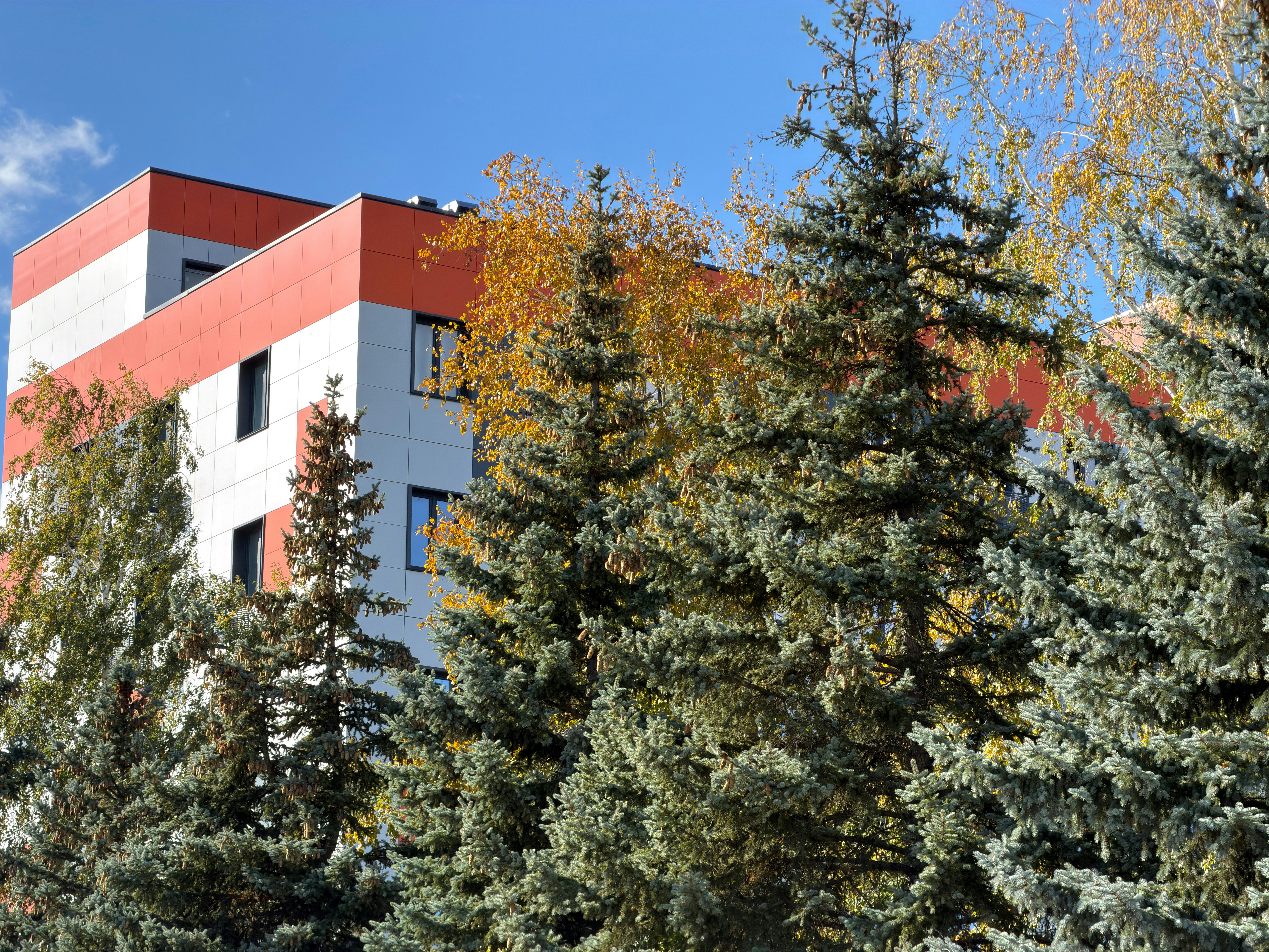 Urban canopy under a cobalt sky: glass and orange trim against pines