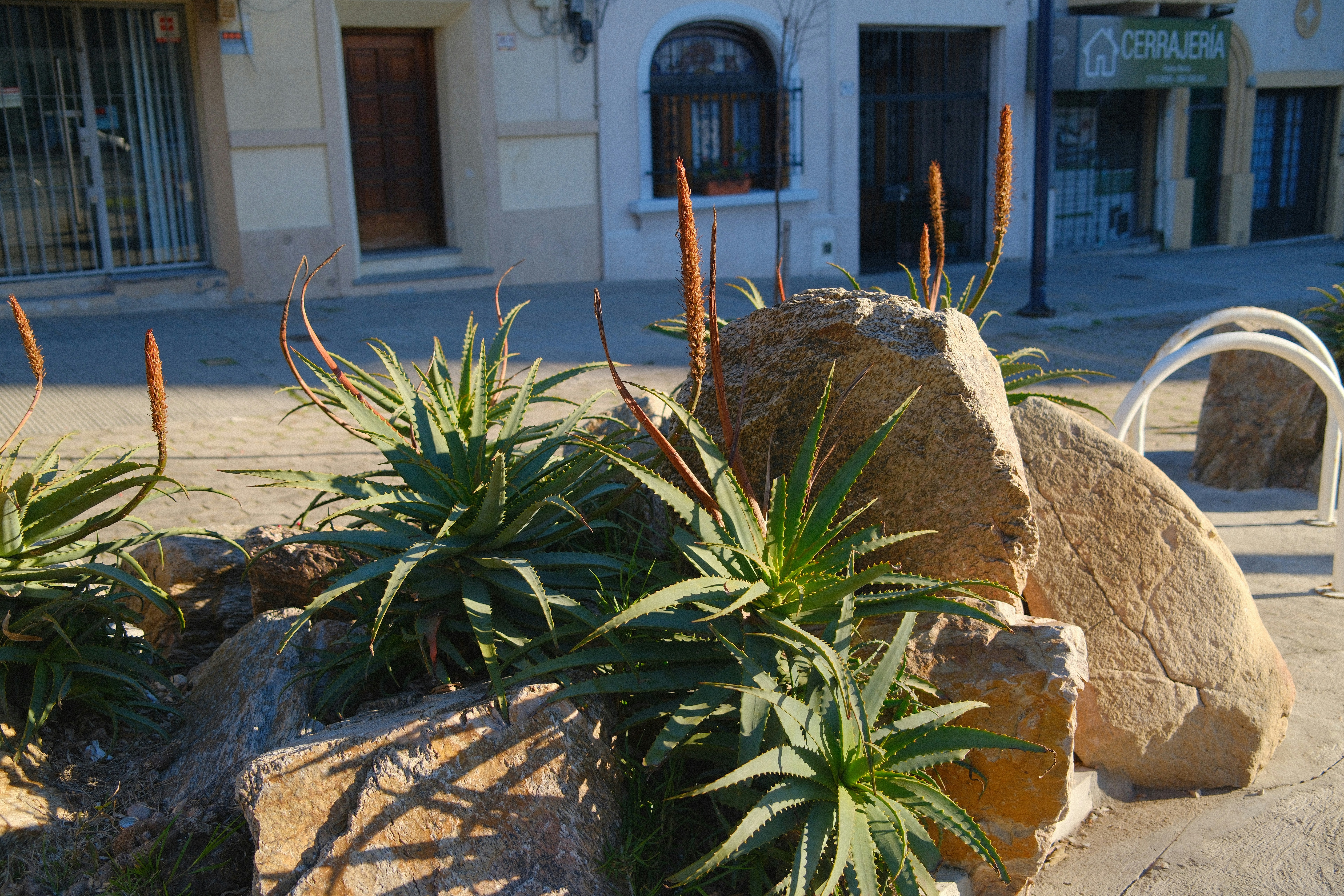 Cacti and stones in a sunlit urban plaza