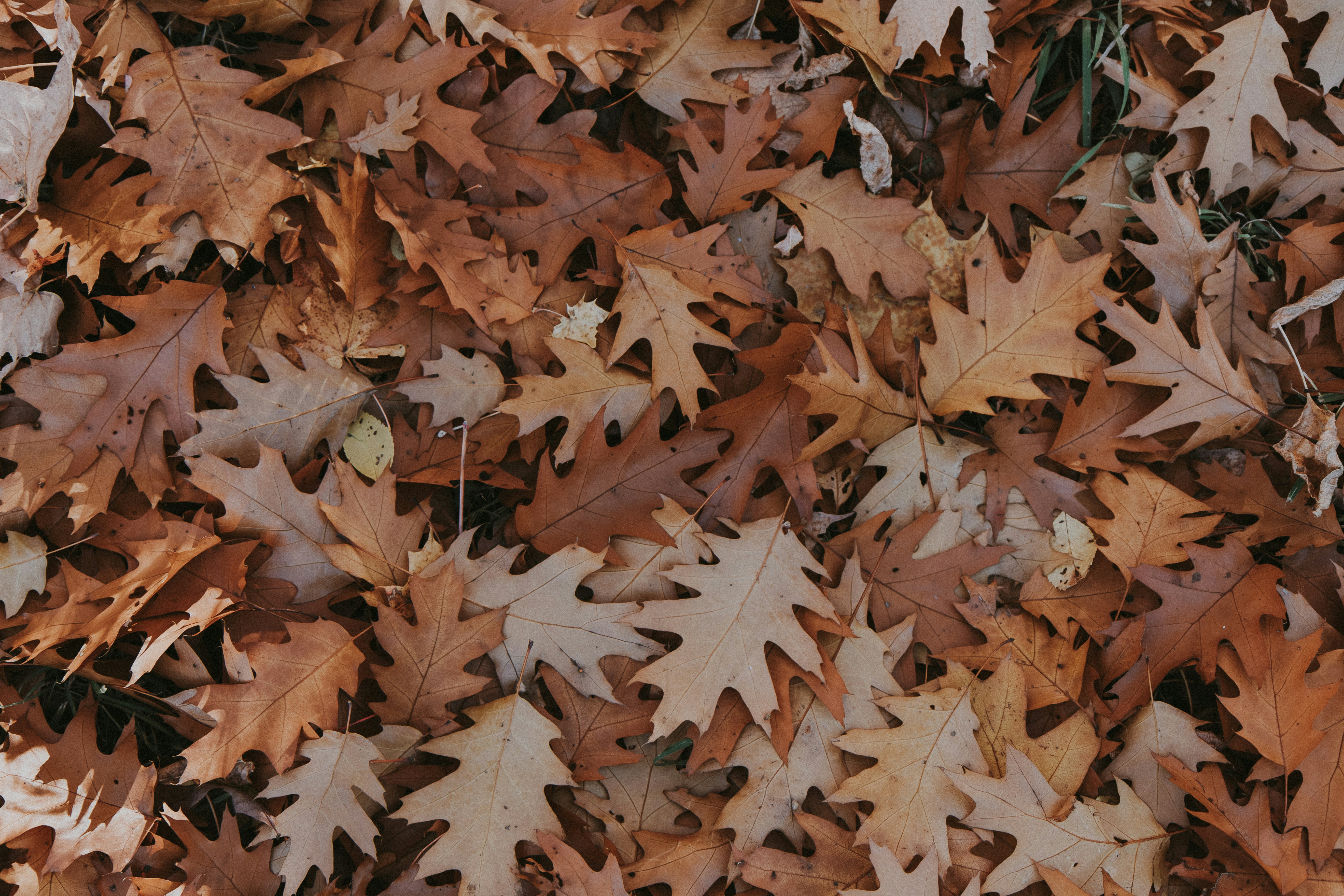 Autumn Leaf Mosaic: A Quiet Carpet of Oak and Maple