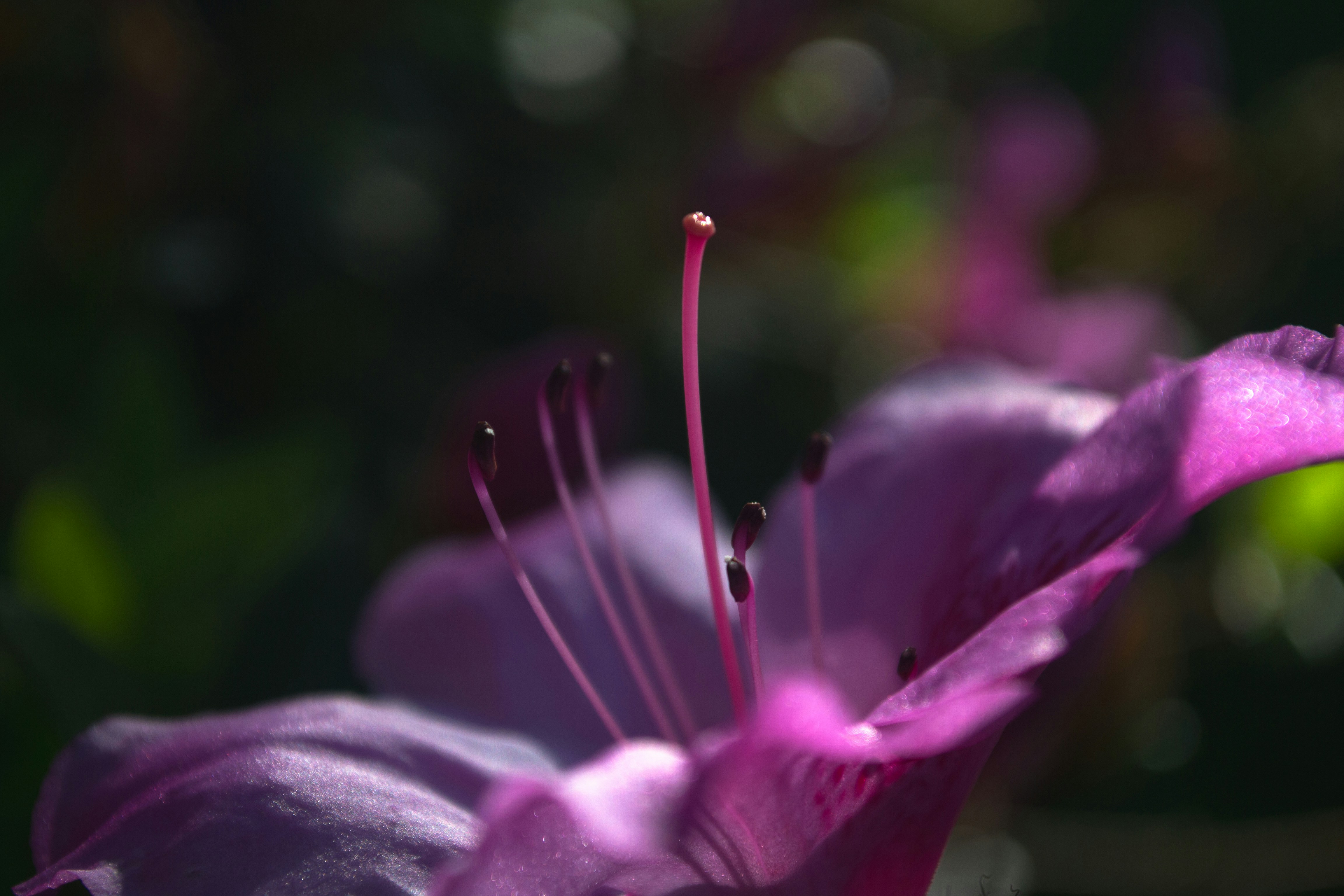Purple Orchid Stamen in Soft Backlight