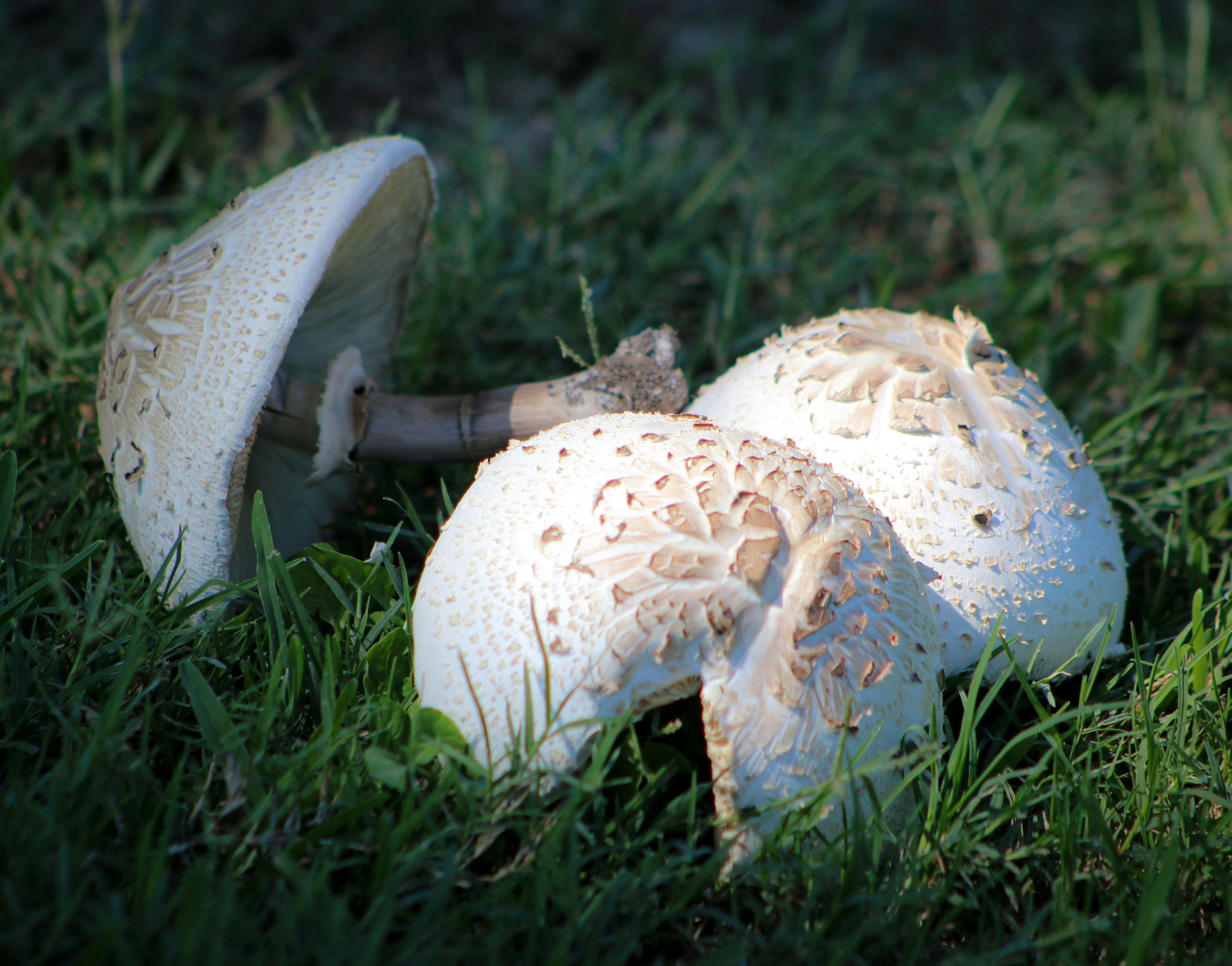 White toadstools in sunlit grass cluster