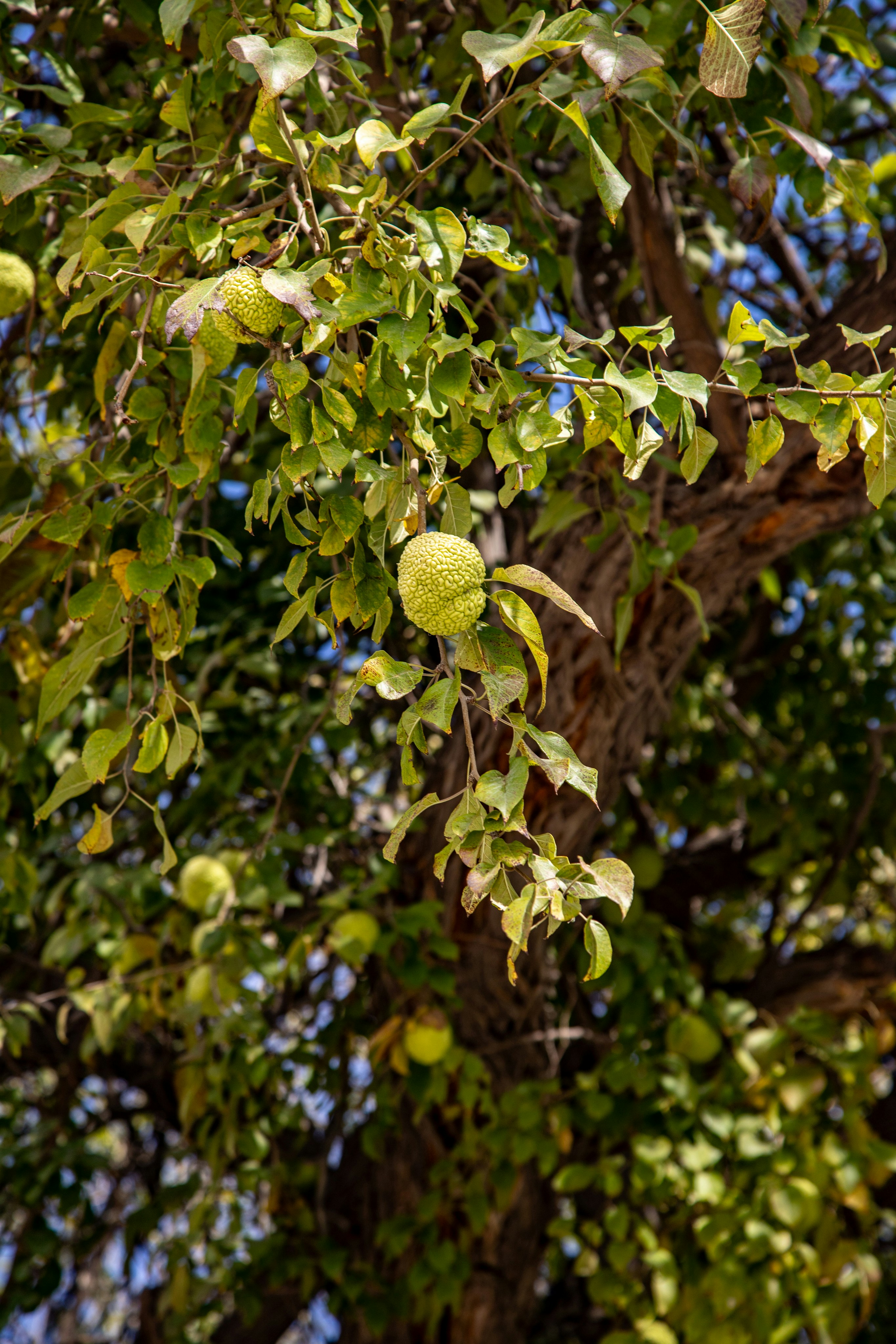 Green Orbs in the Canopy: A Sunlit Figsphere Moments of Dappled Light